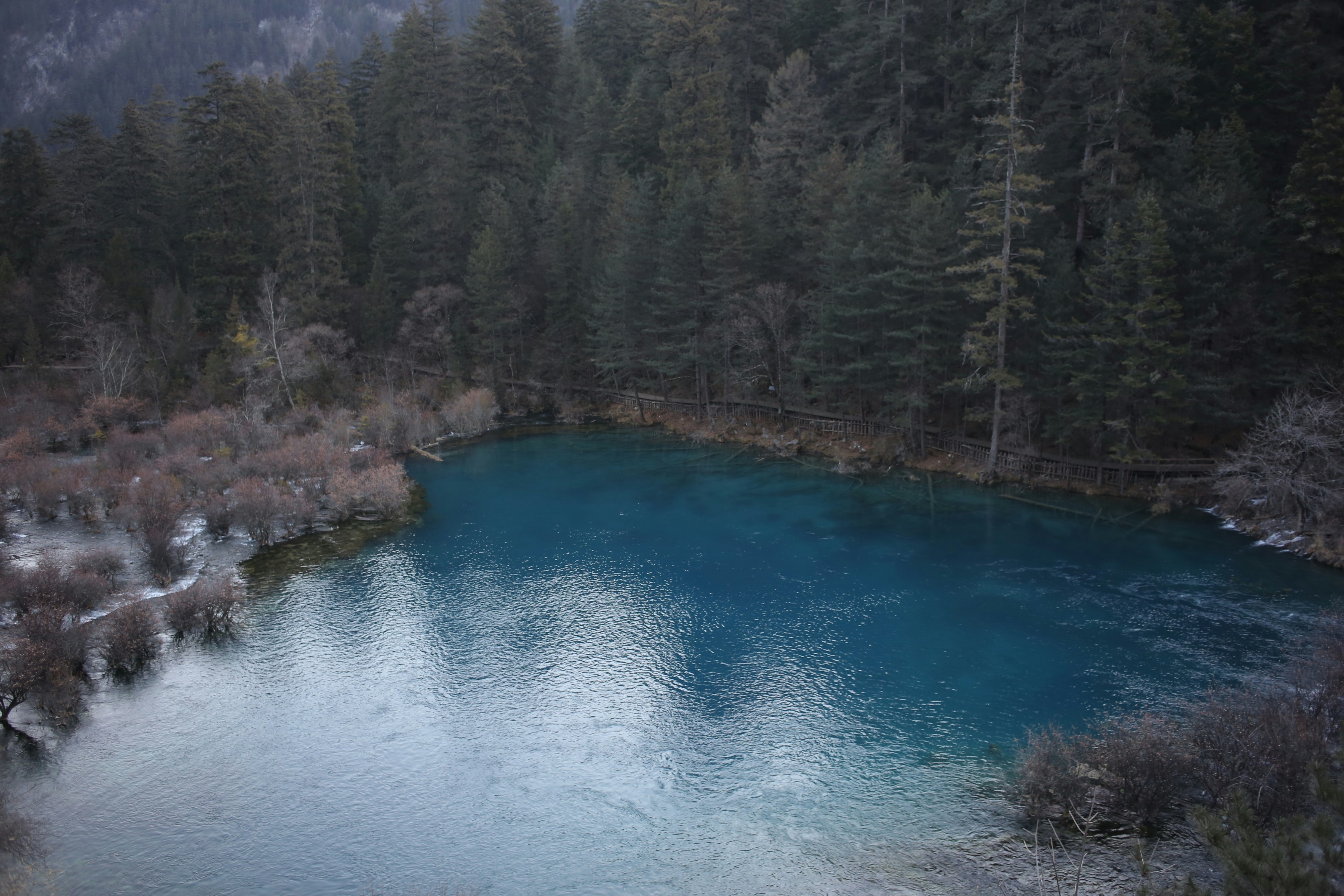 Turquoise Still: A Quiet Pool Nestled Between Pines