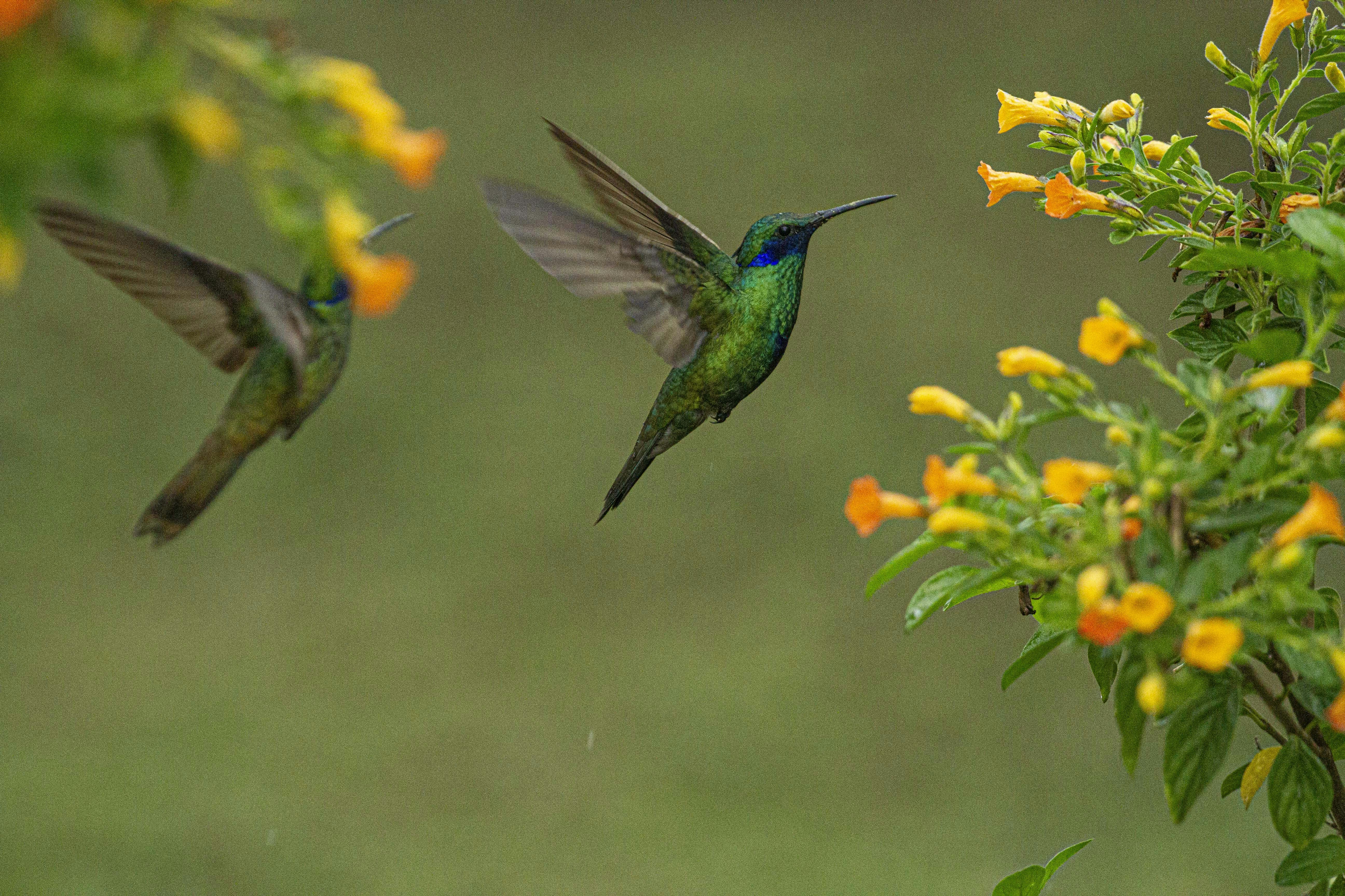 Hovering Jewel: A Hummingbird in Green and Gold