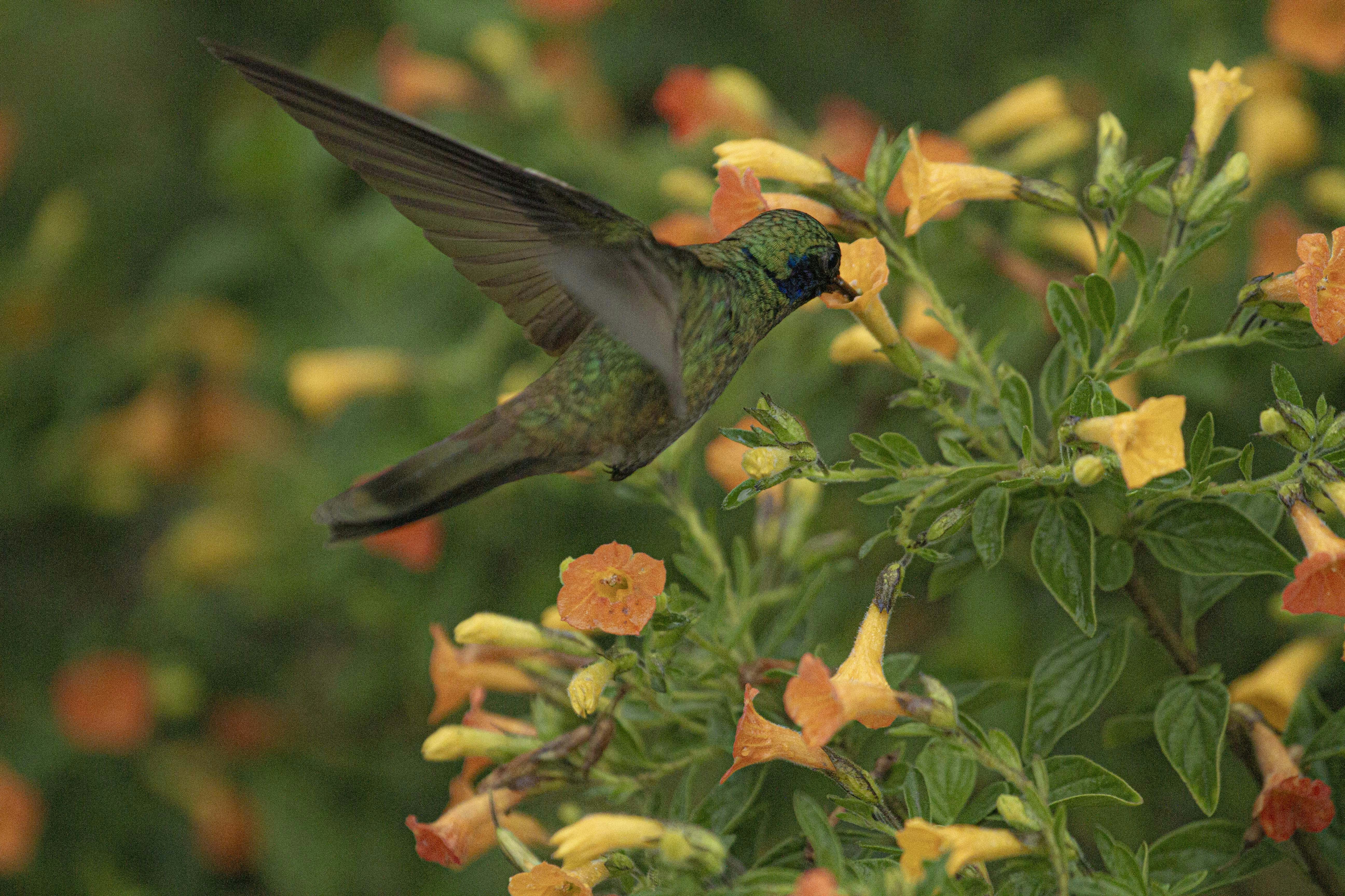 Hummingbird in Bloom: A Moment of Feeding Amid Orange Tubeflowers