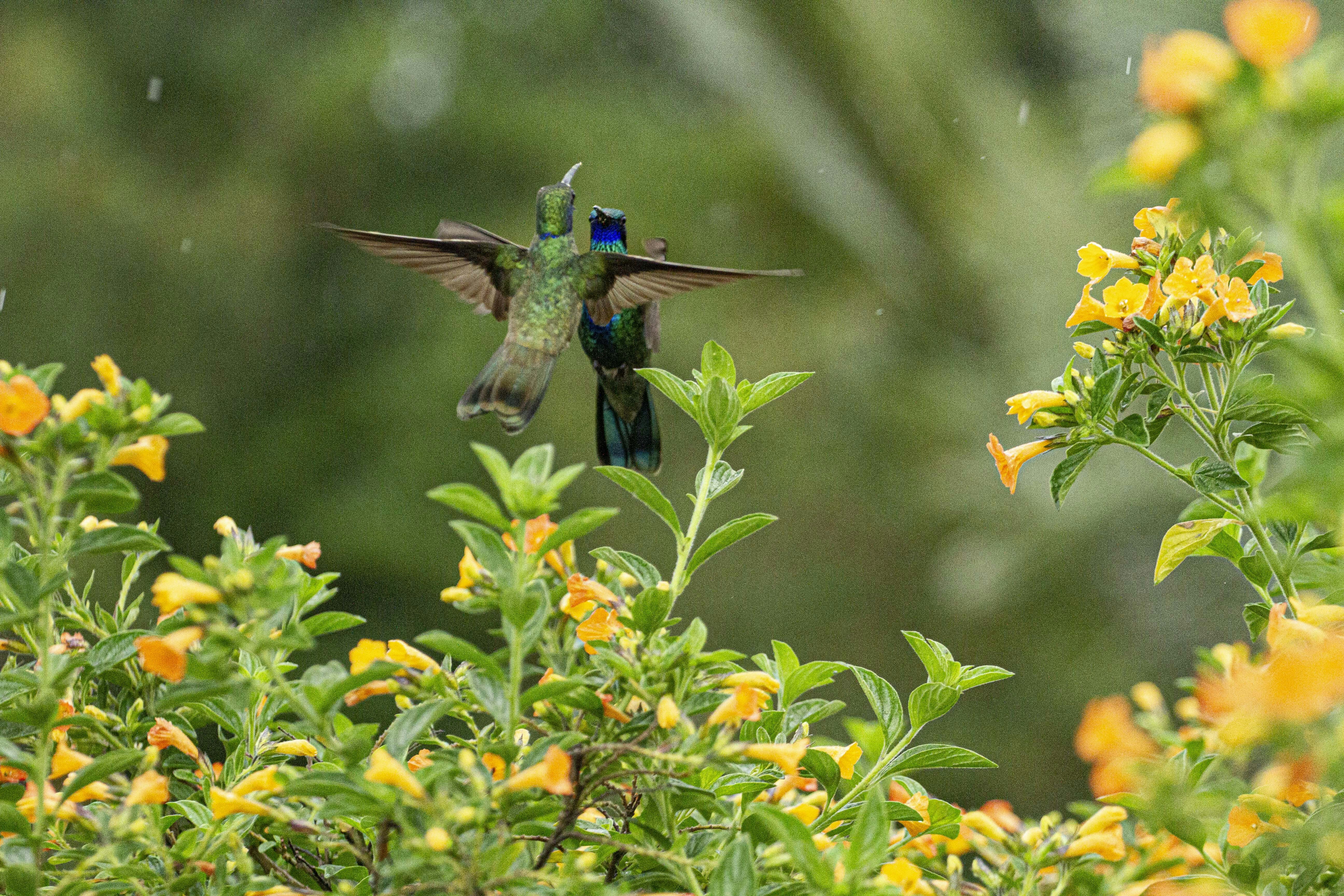 Hummingbirds in ayellow-bloomed spray: a fleeting kiss in the garden