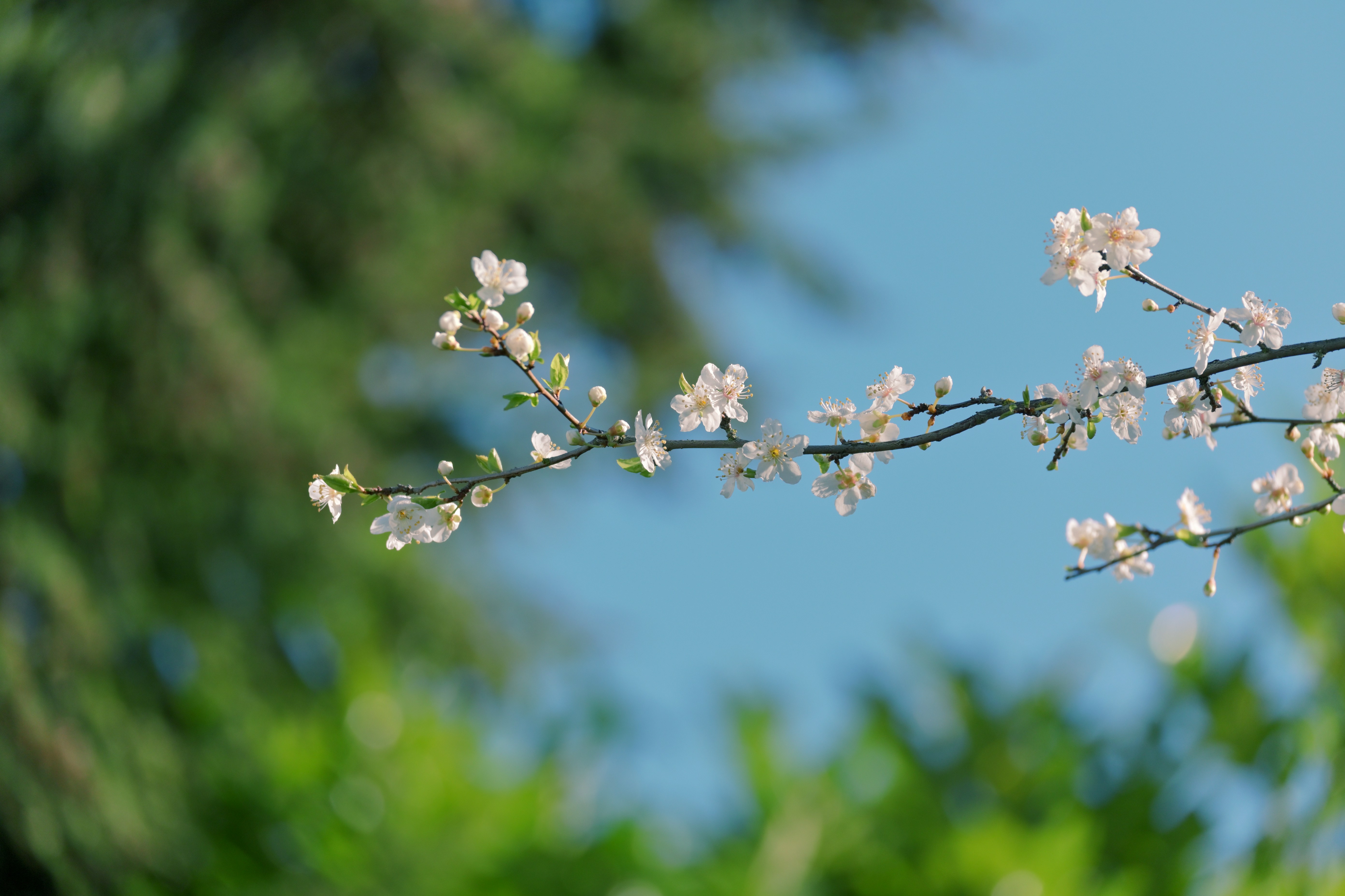 Blossom Branch in Focus Against a Blurred Spring Backdrop