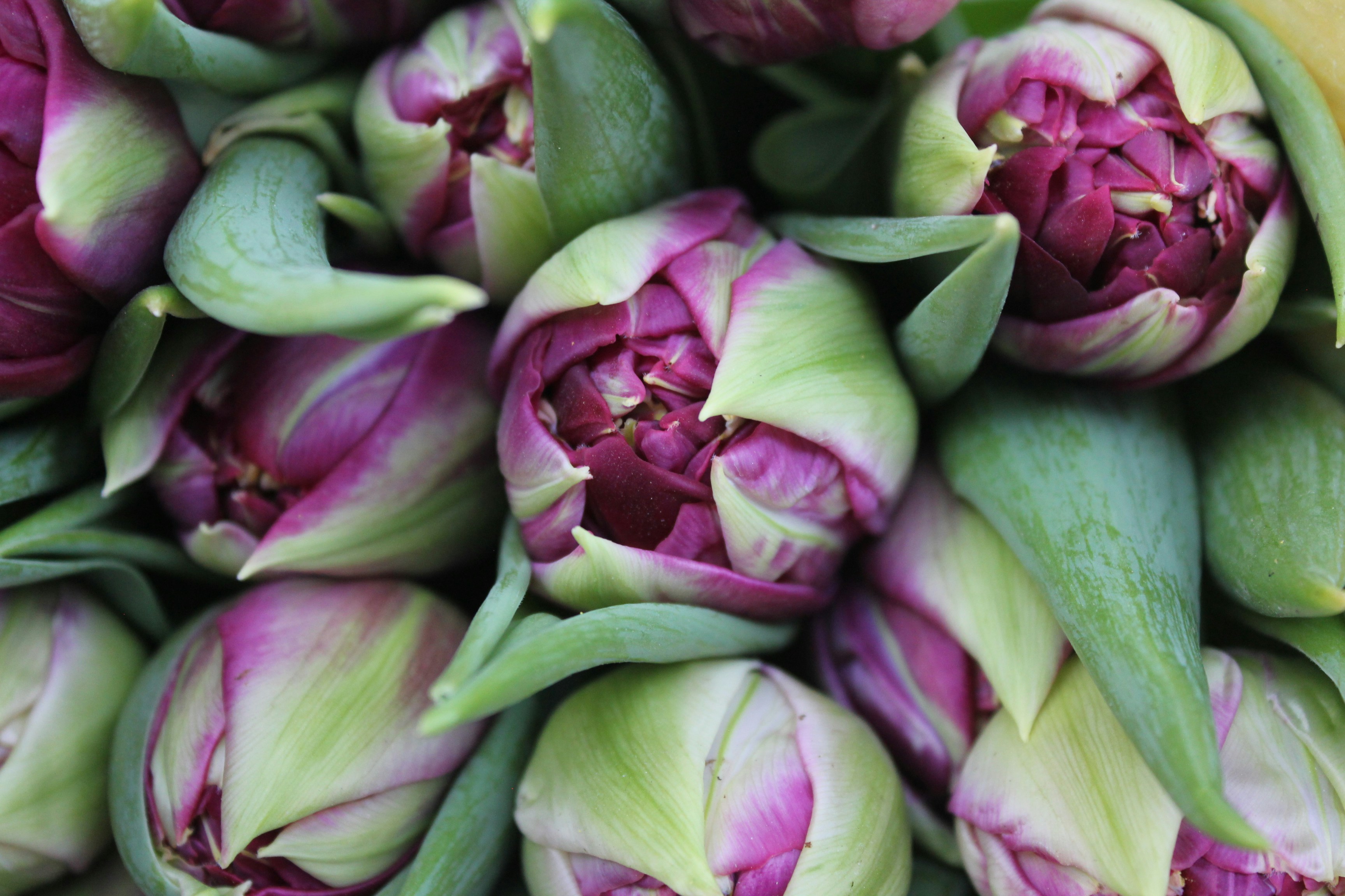 Vivid peony-like buds in a dense green-pink bouquet