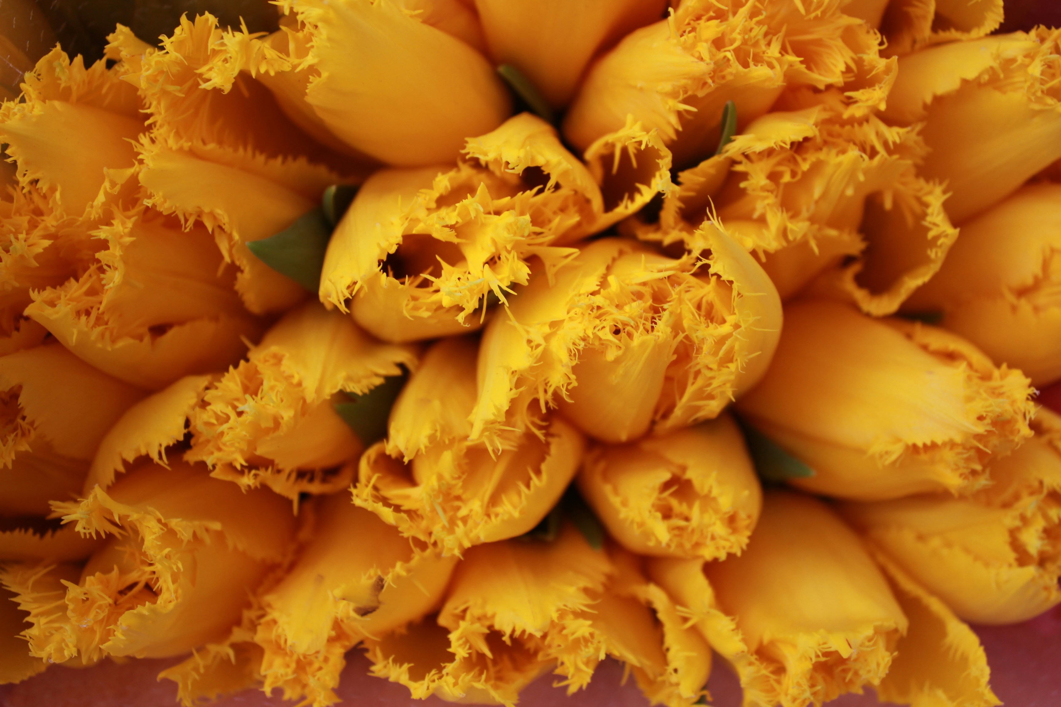 Close-quartered Golden Tulips: Fringed Petals in a Velvet Riot