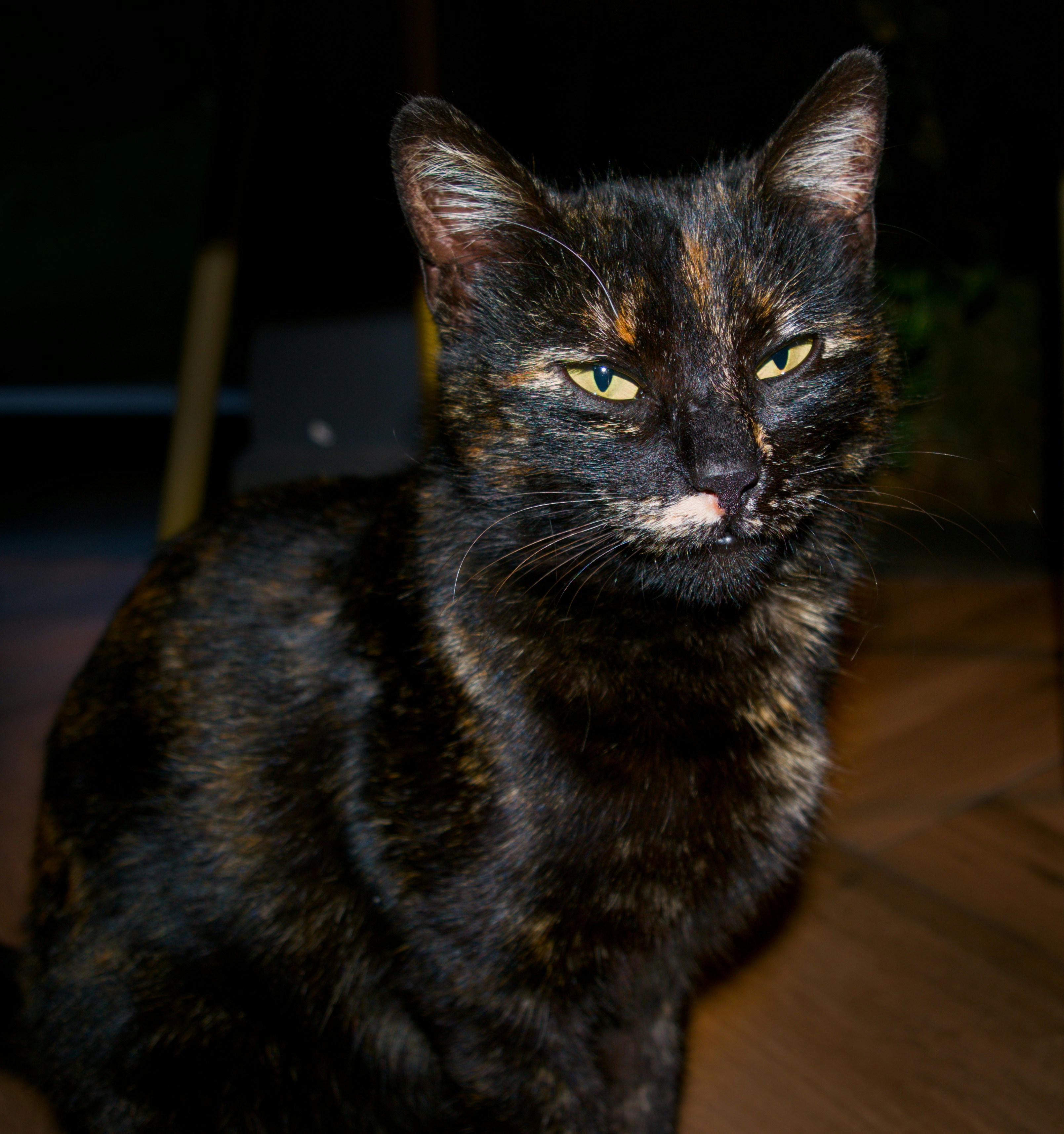 Midnight Calico: amber eyes and a curious stare
