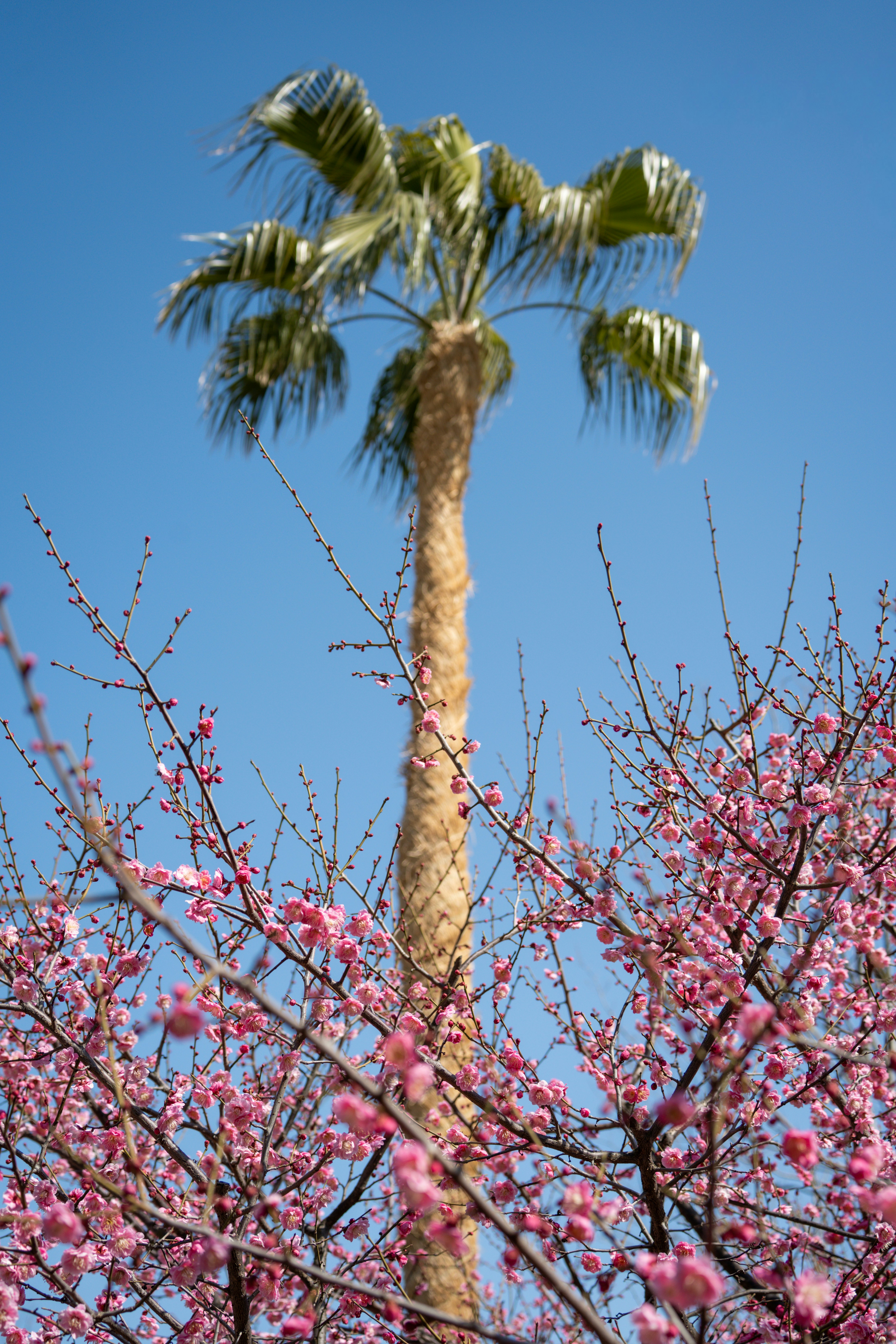 Blooming Branches Framing a Distant Palm