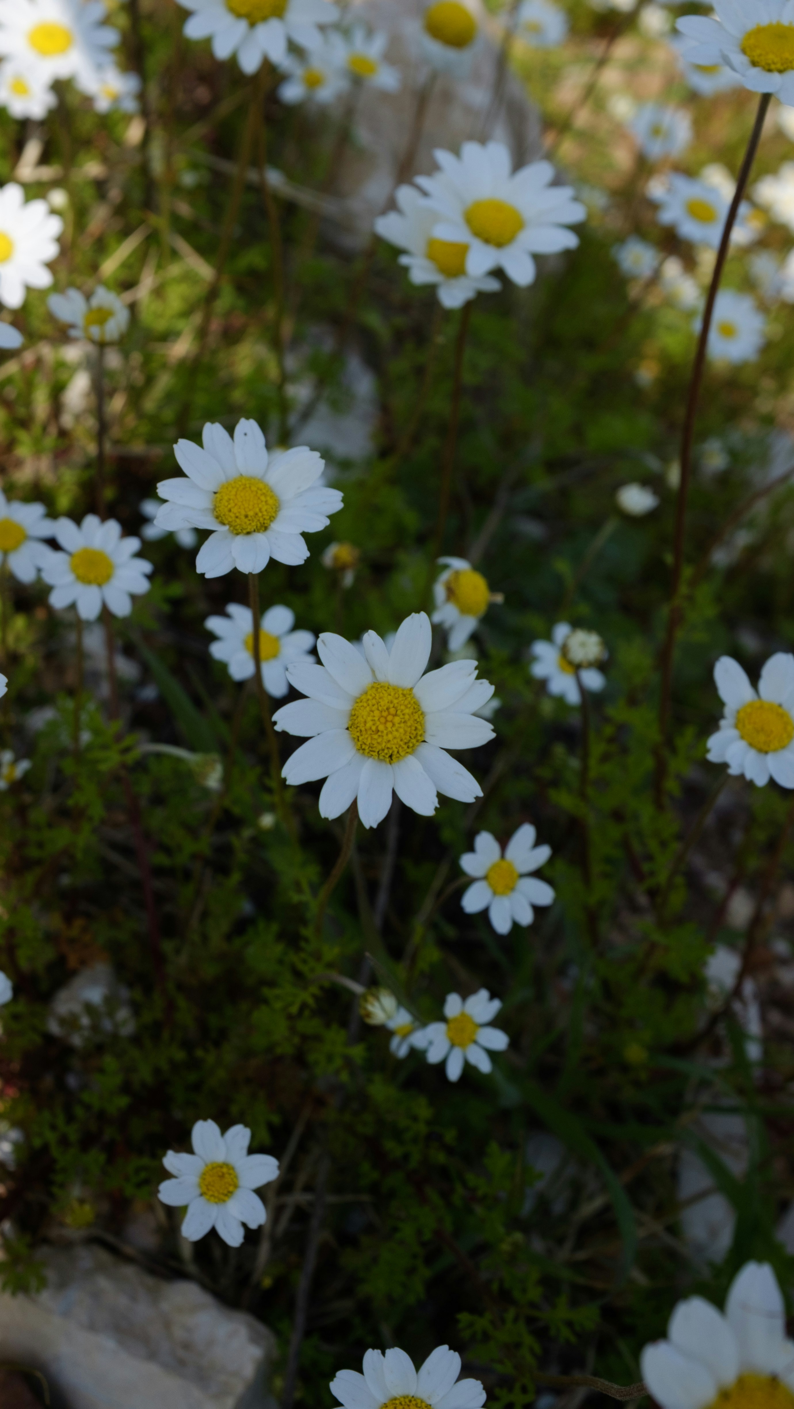 Sunlit Daisy Chorus: White Petals Against Green Veil