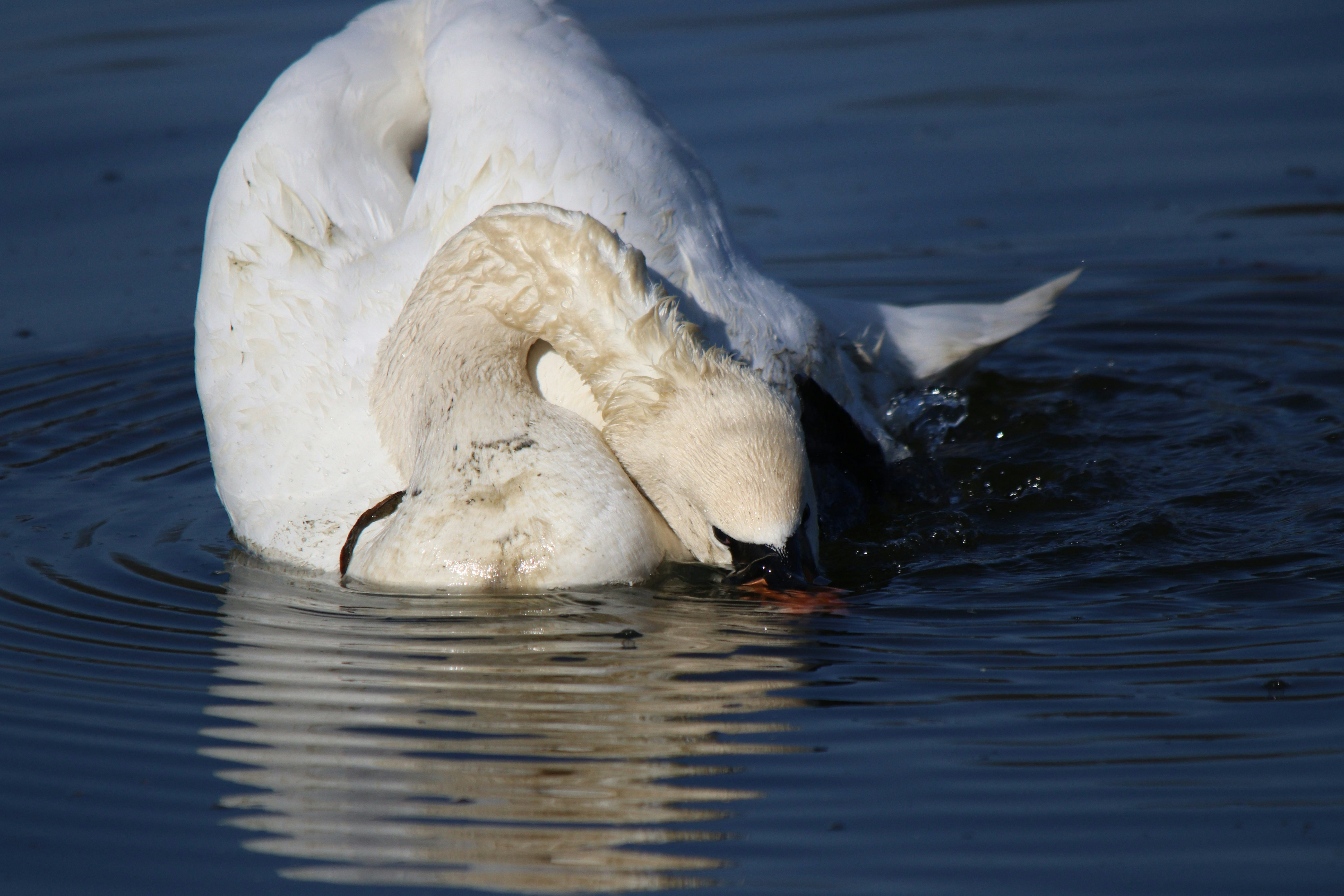 Drowsy Swan Dips Beak into Quiet Waters