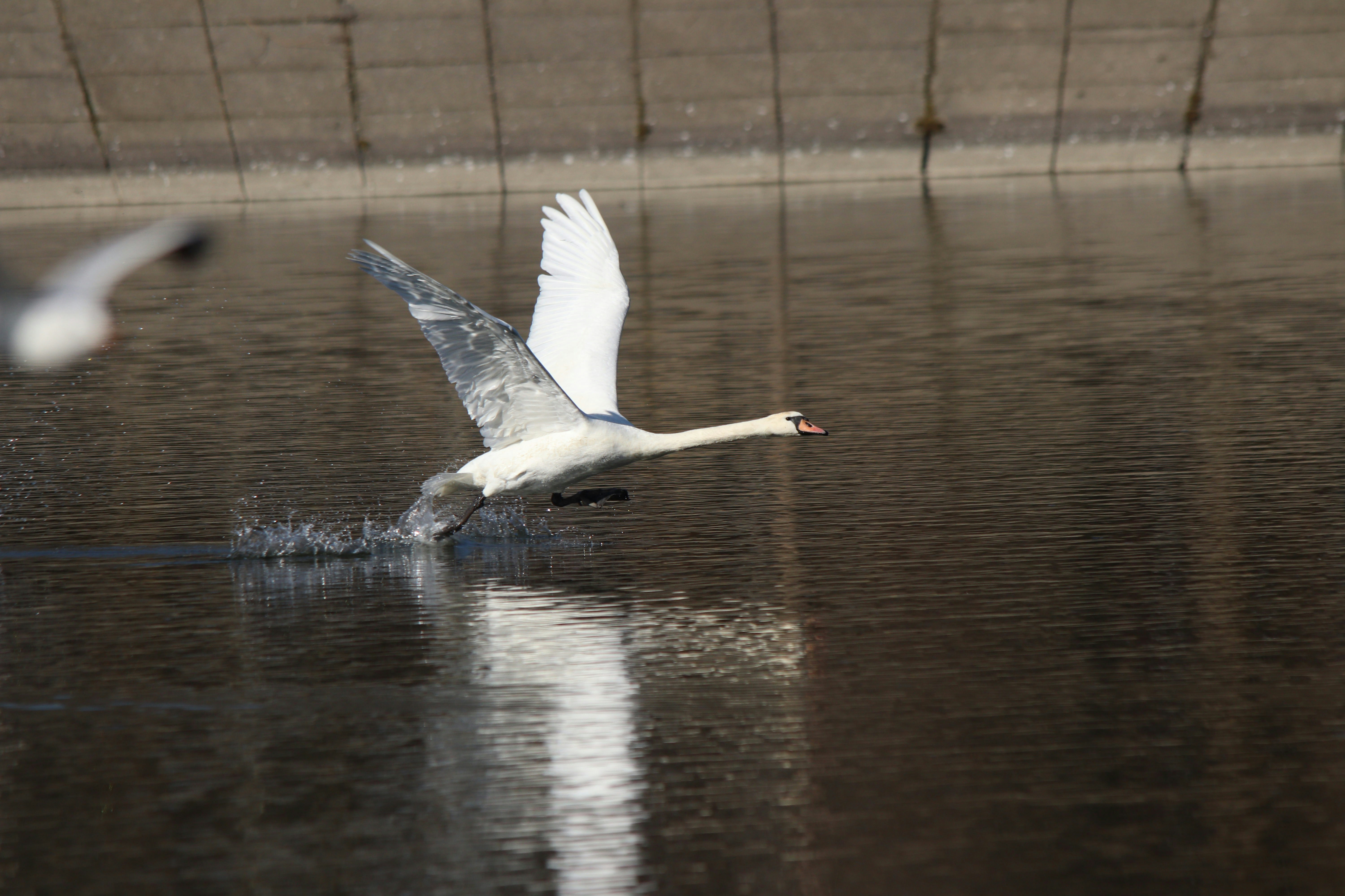 Soaring Over Still Waters: A White Wader in Forward Flight
