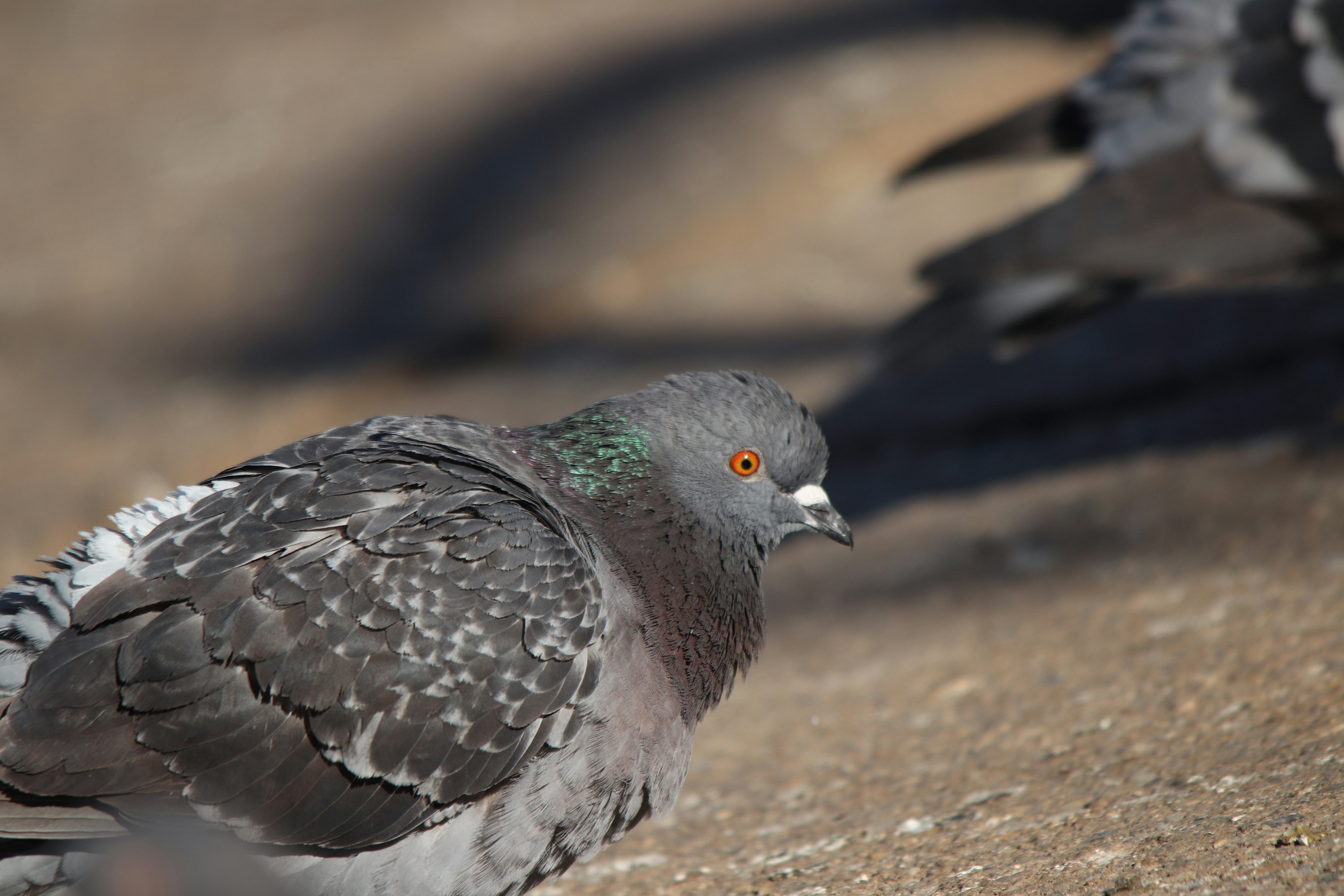 Urban Dove in Focus: Close-up of a Pigeon on a Sunlit Curb