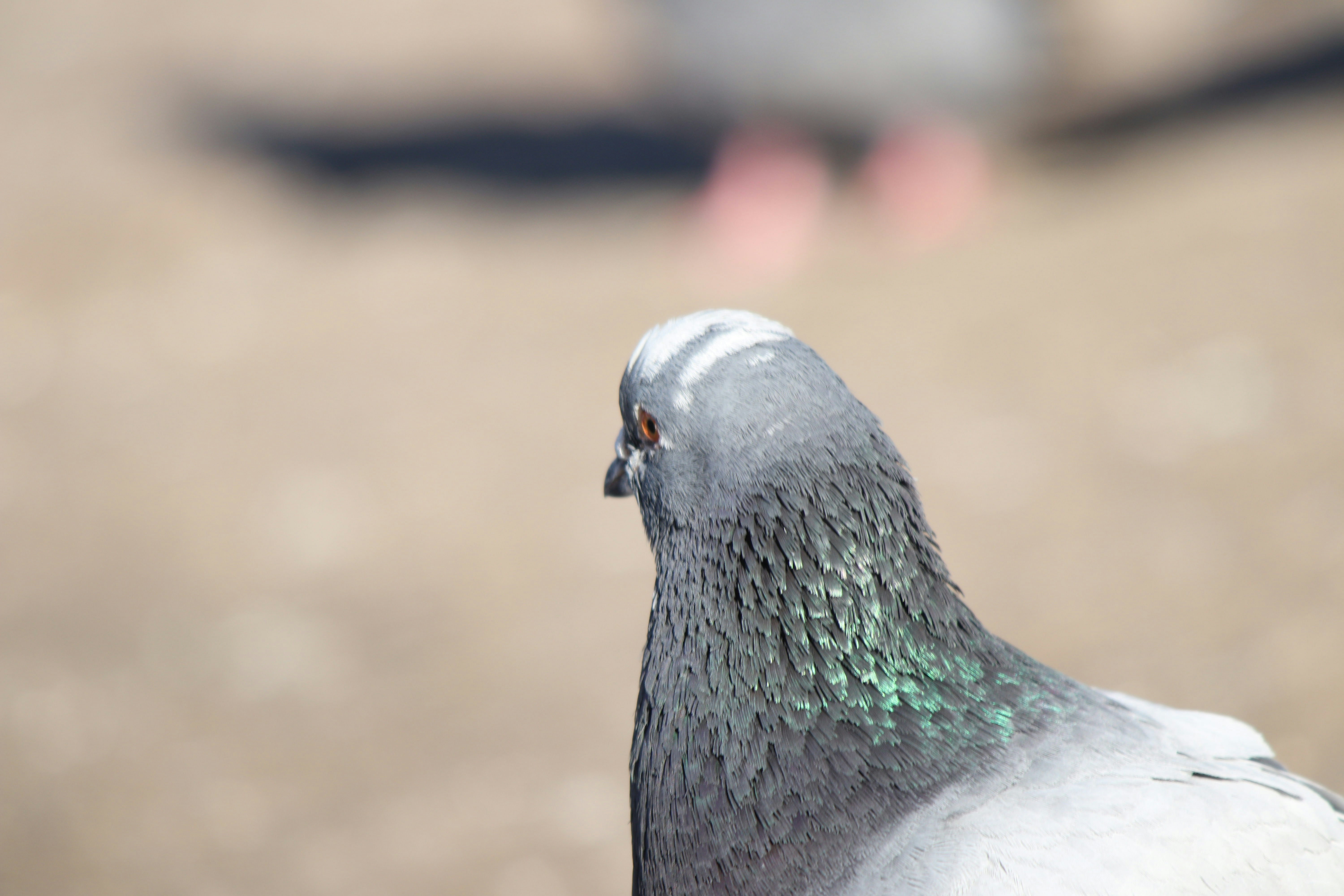 Iridescent Distraction: A Pigeon Portrait on the Beach