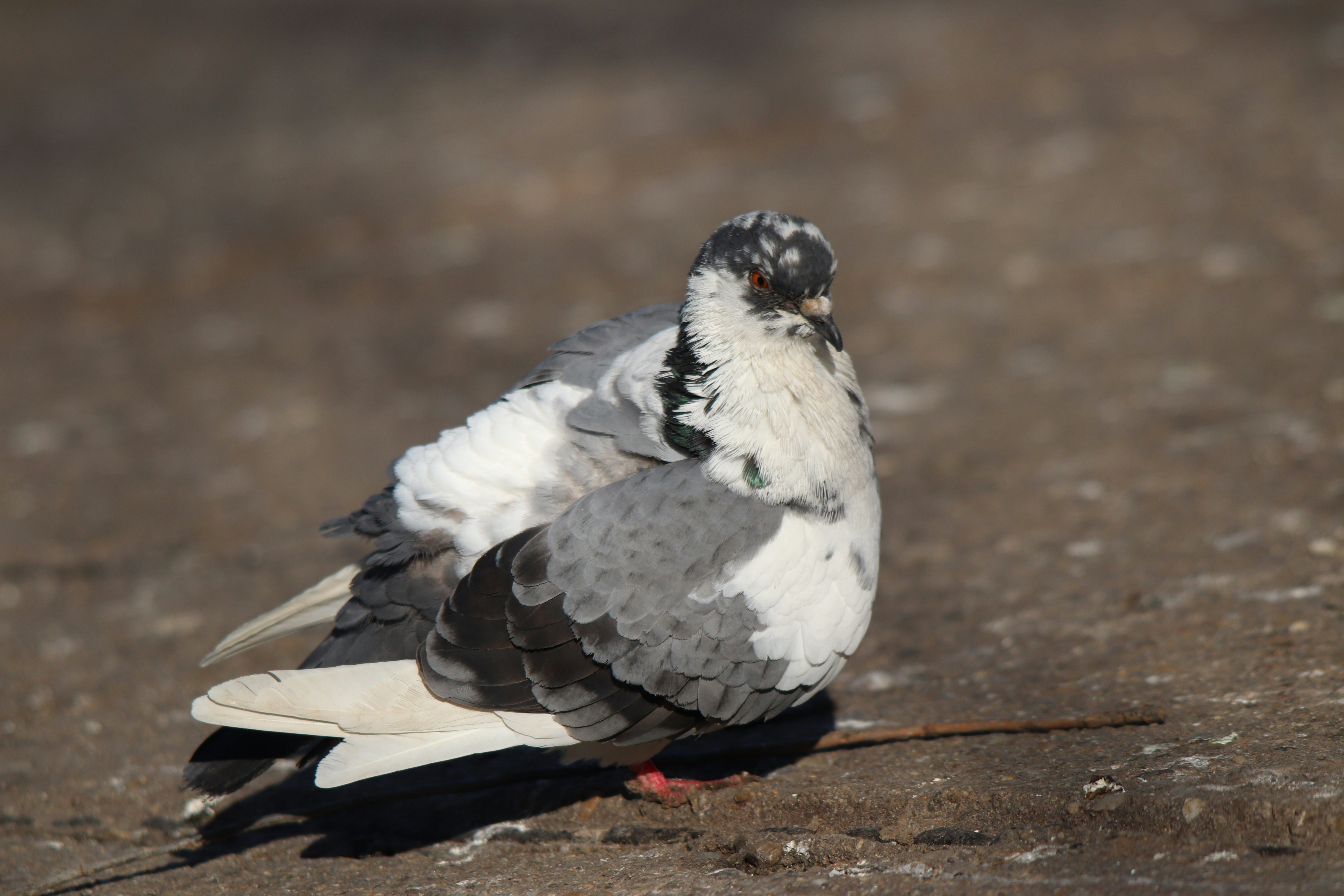 Dignified Pigeon in Sunlit Ground