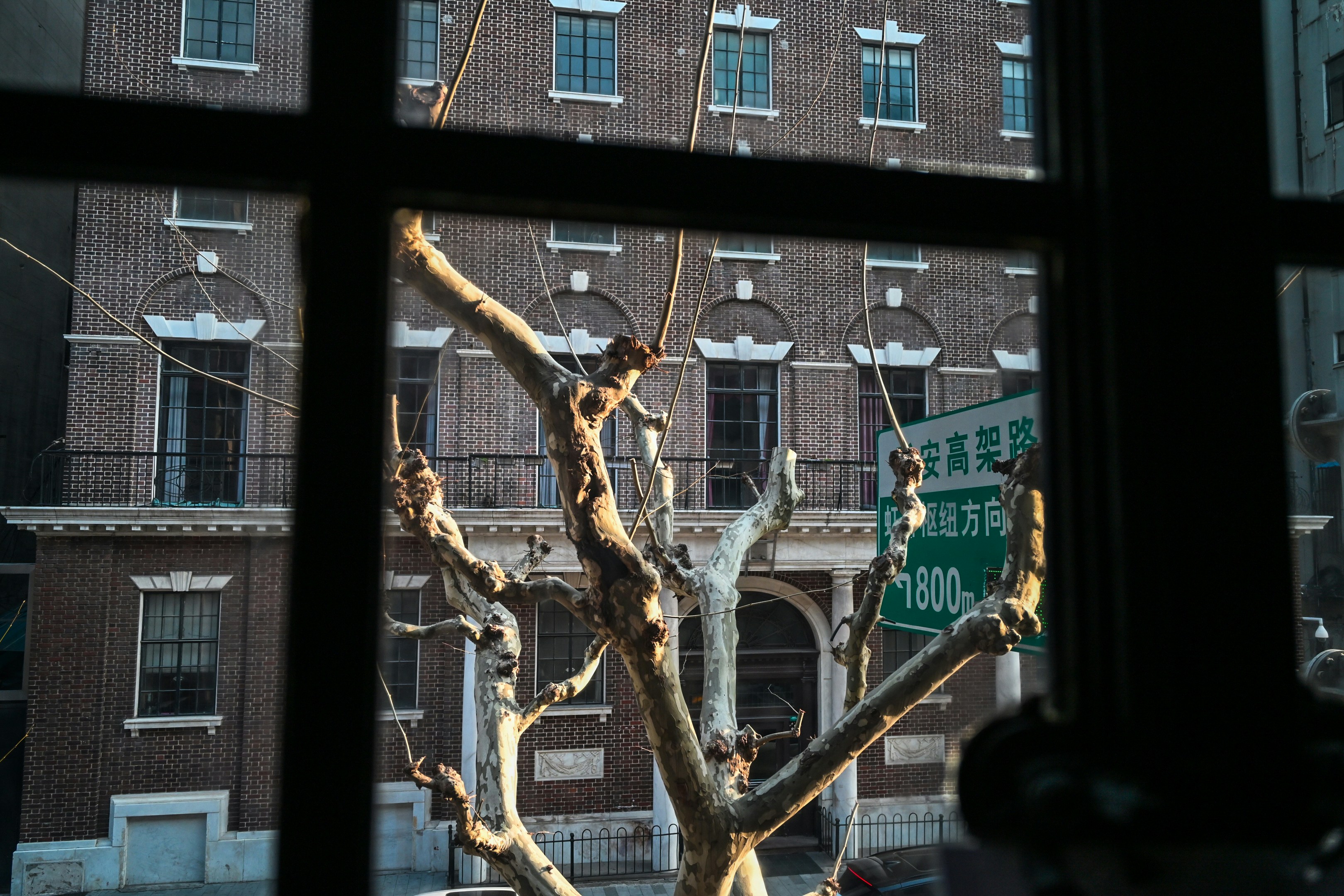 Windowed View: Bare Tree Silhouetted Against Brick Facade