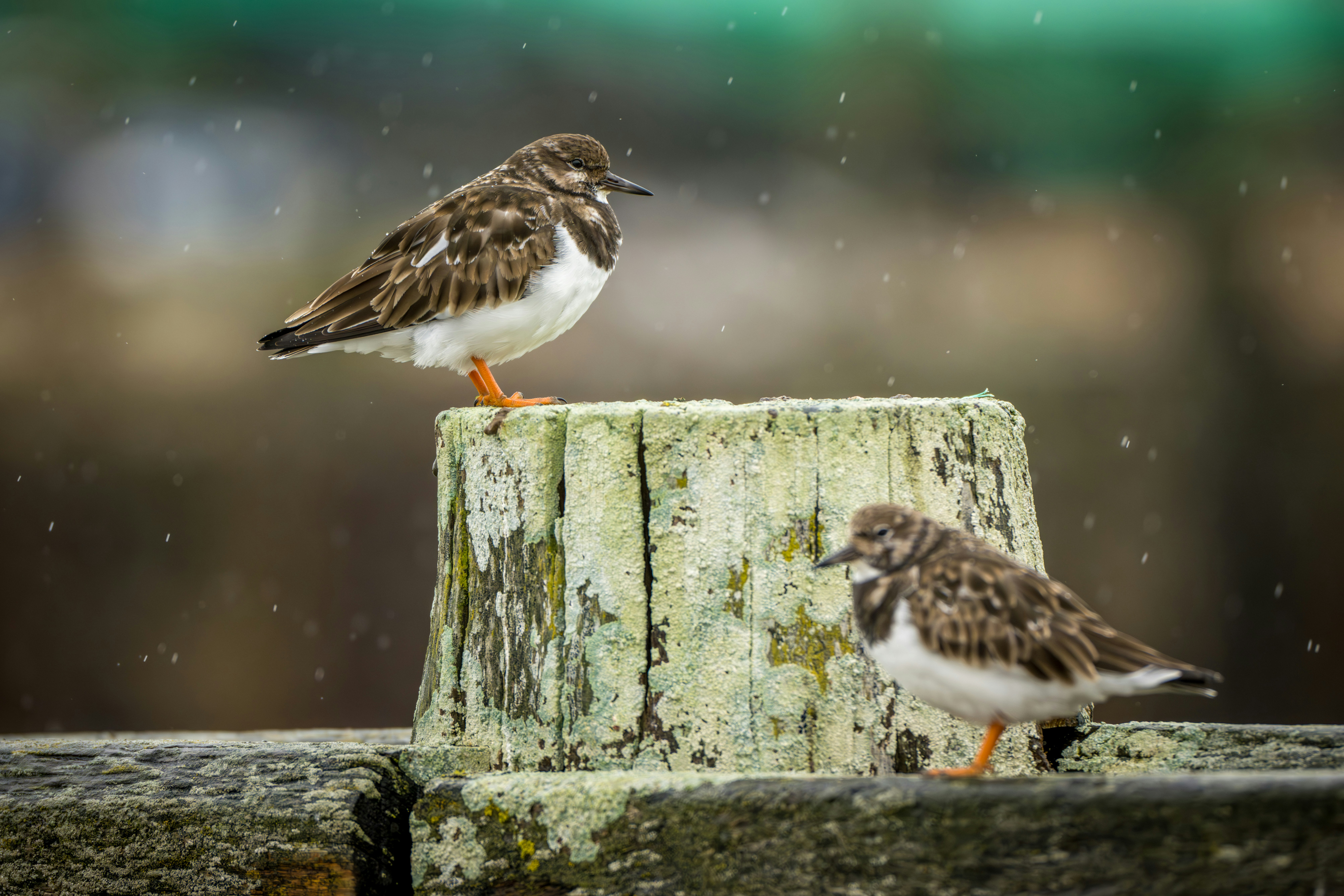 Two waders on a mossy post in a quiet rain