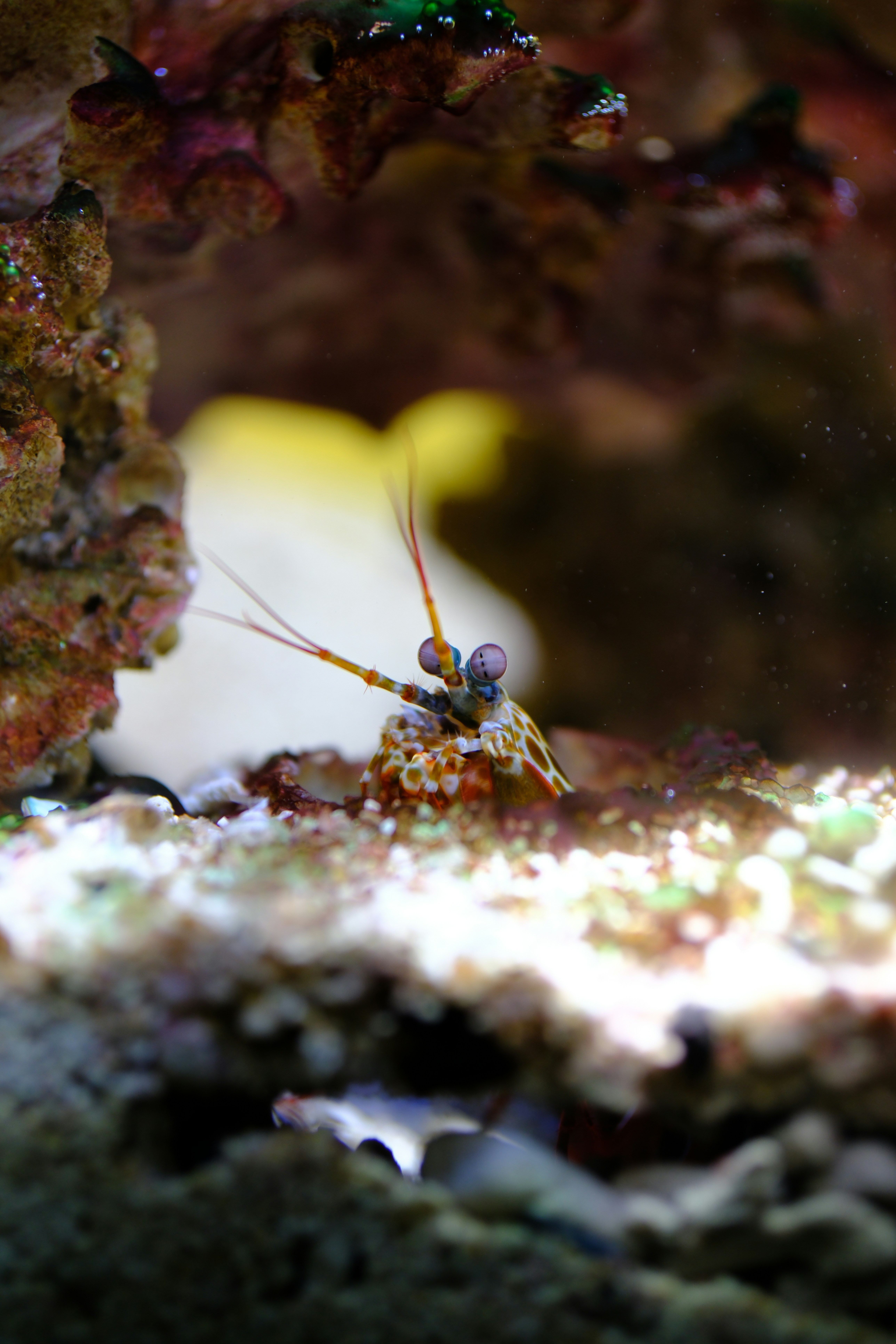 Peering Eyes of a Coral Goby in a Littoral Garden