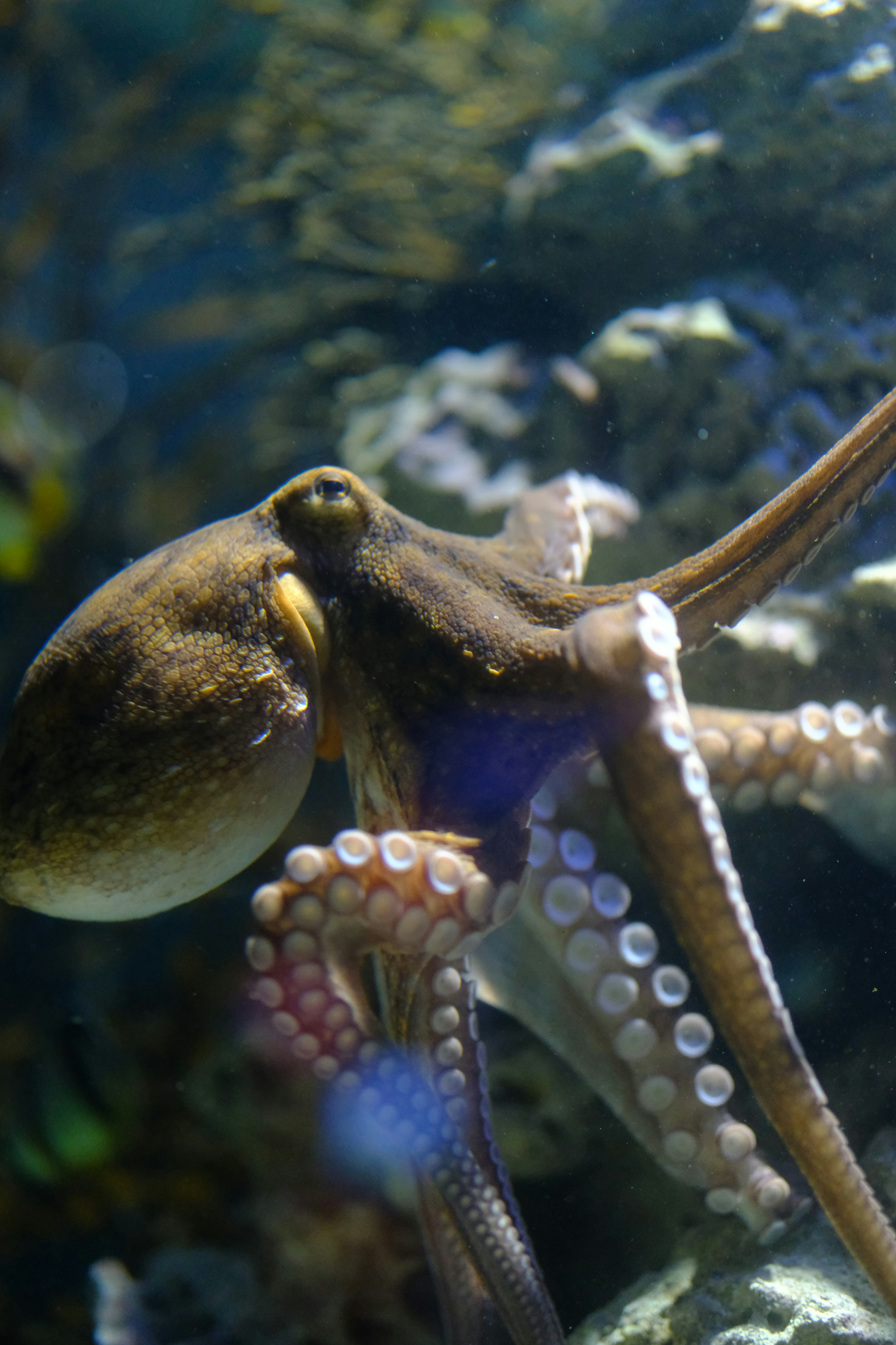 Underwater Armature: Octopus and Tentacles in Focus