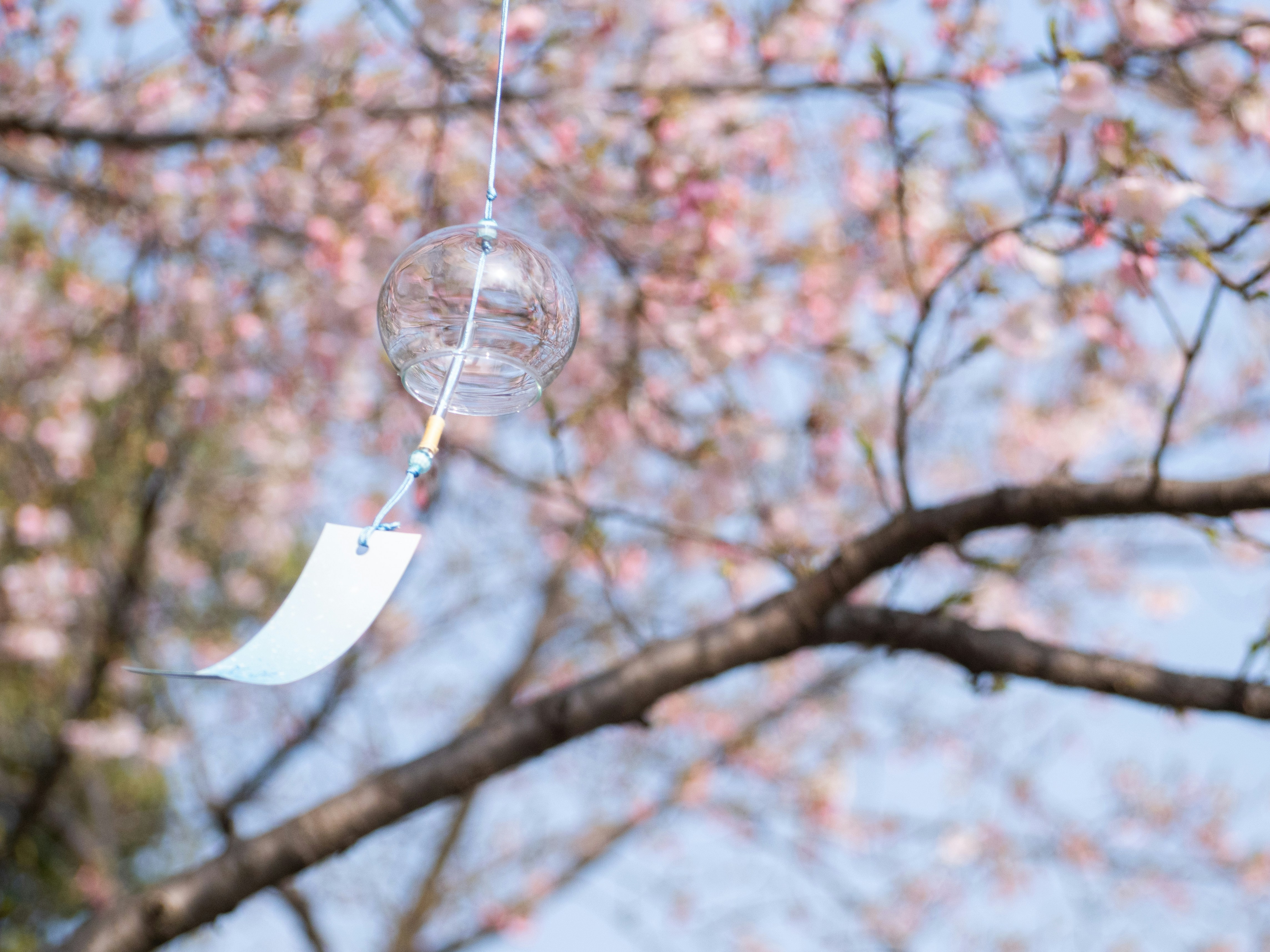 A glass wind chime hangs near cherry blossoms.