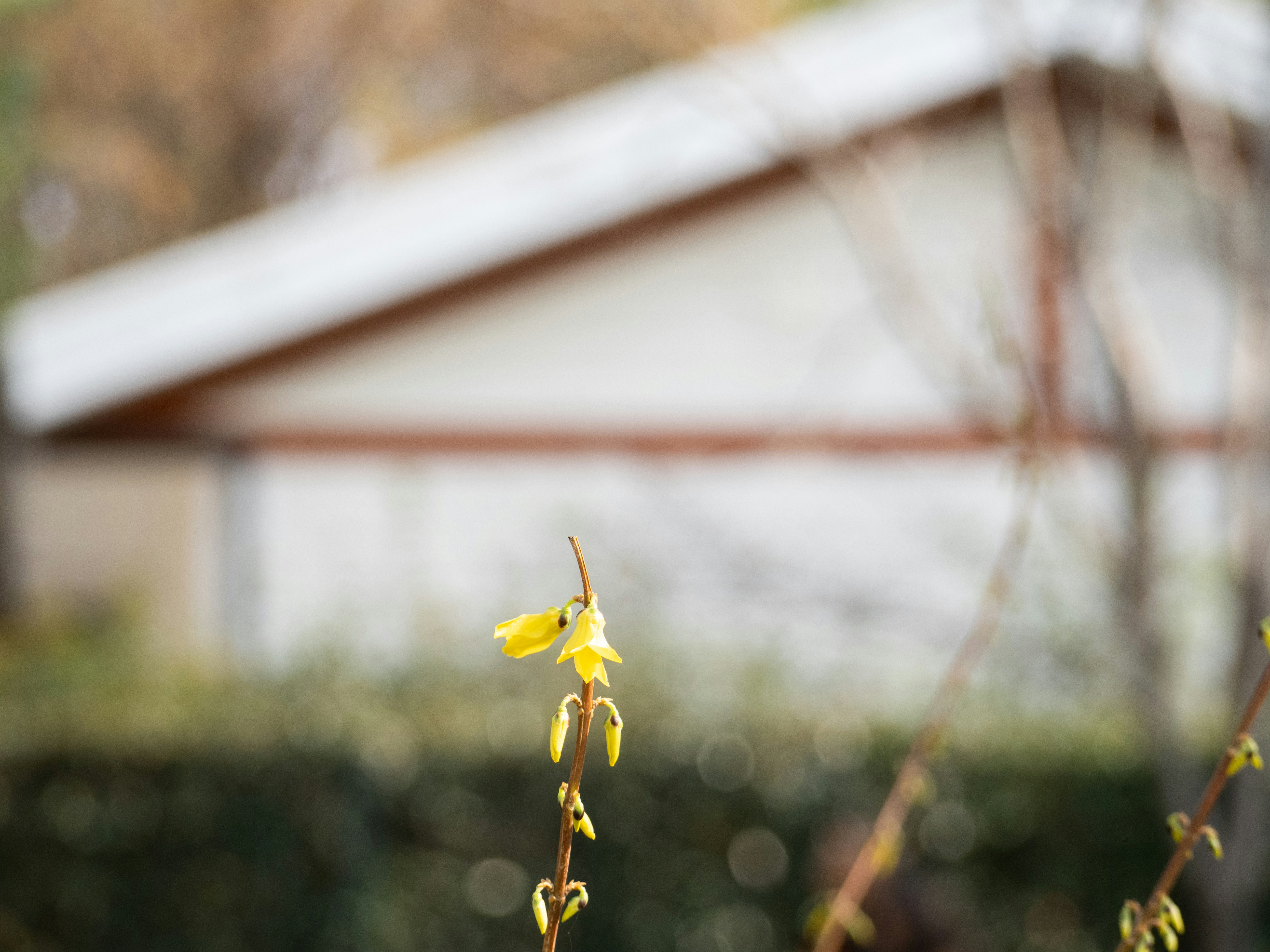Yellow Blossom Reaching Toward a Narrow Window of Light