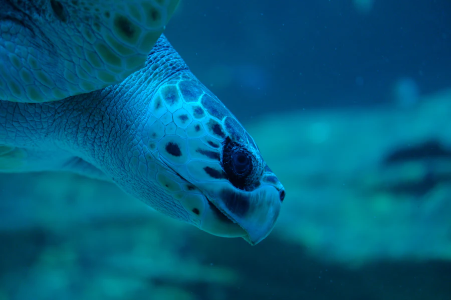 Close-up of a sea turtle's head and eye in deep blue water, highlighting textured skin and patterned spots. Underwater scene captured for documentation and fascination.