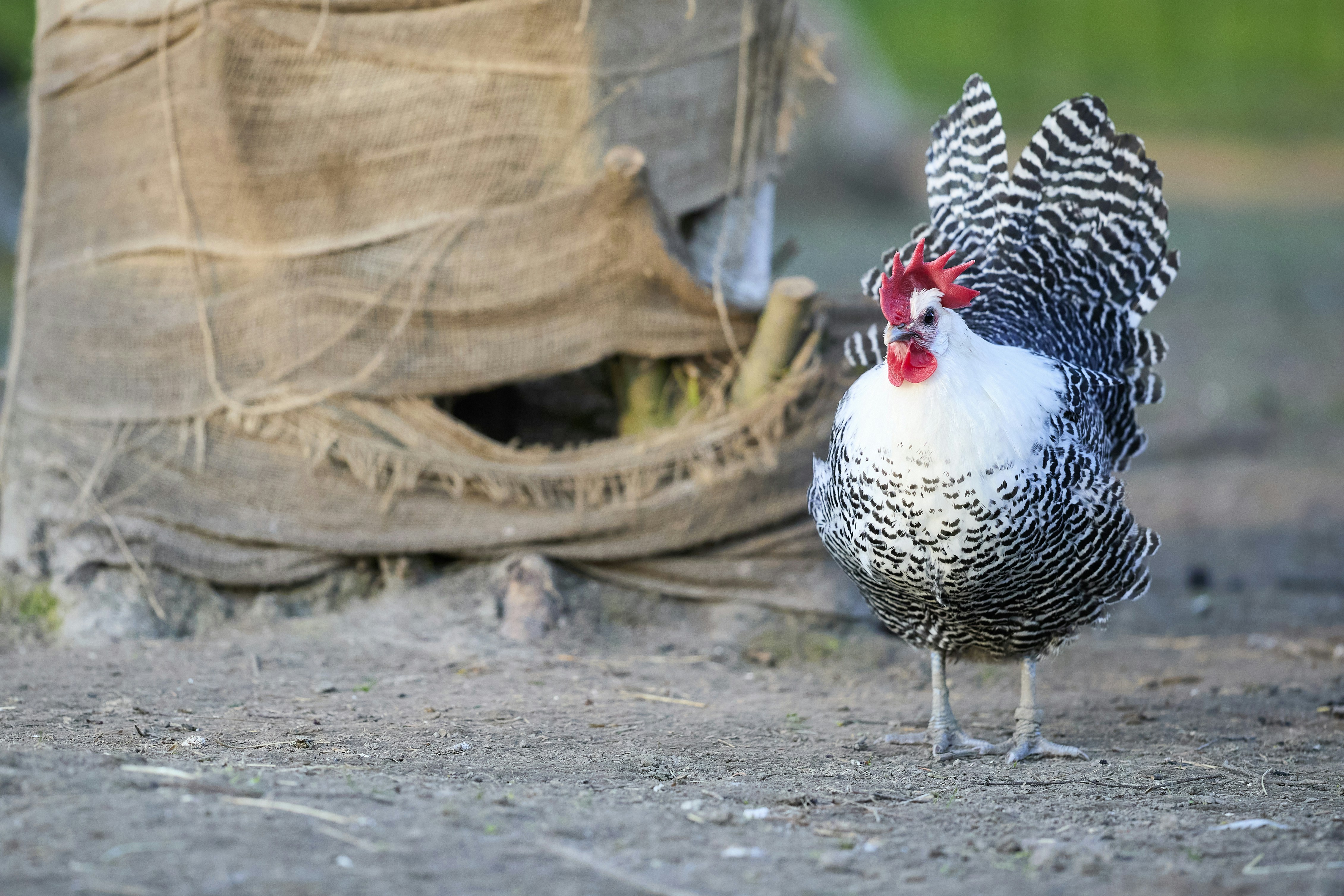 Red-crowned Rooster by a Tattered Shelter
