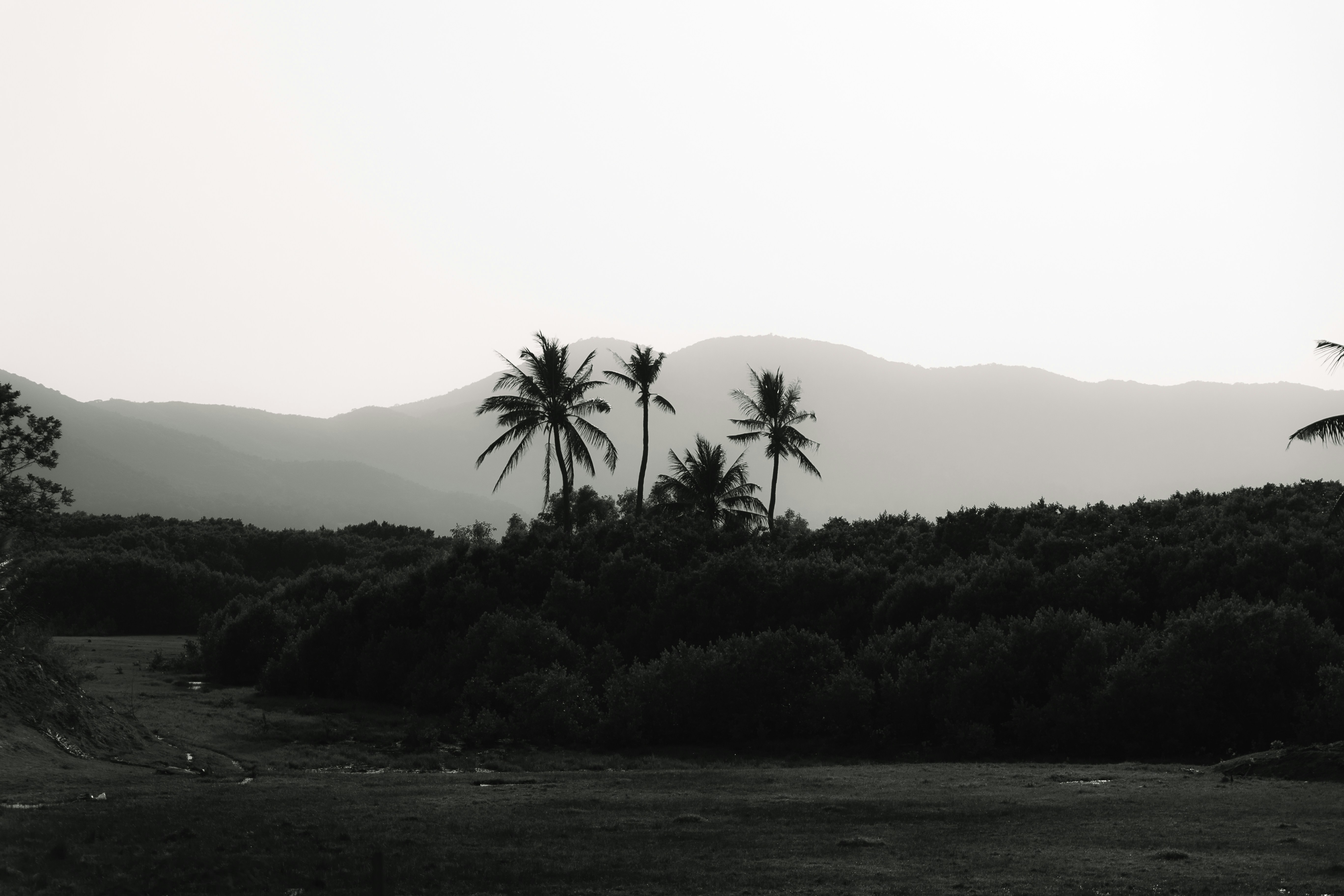 Palm silhouettes against distant hills at dusk