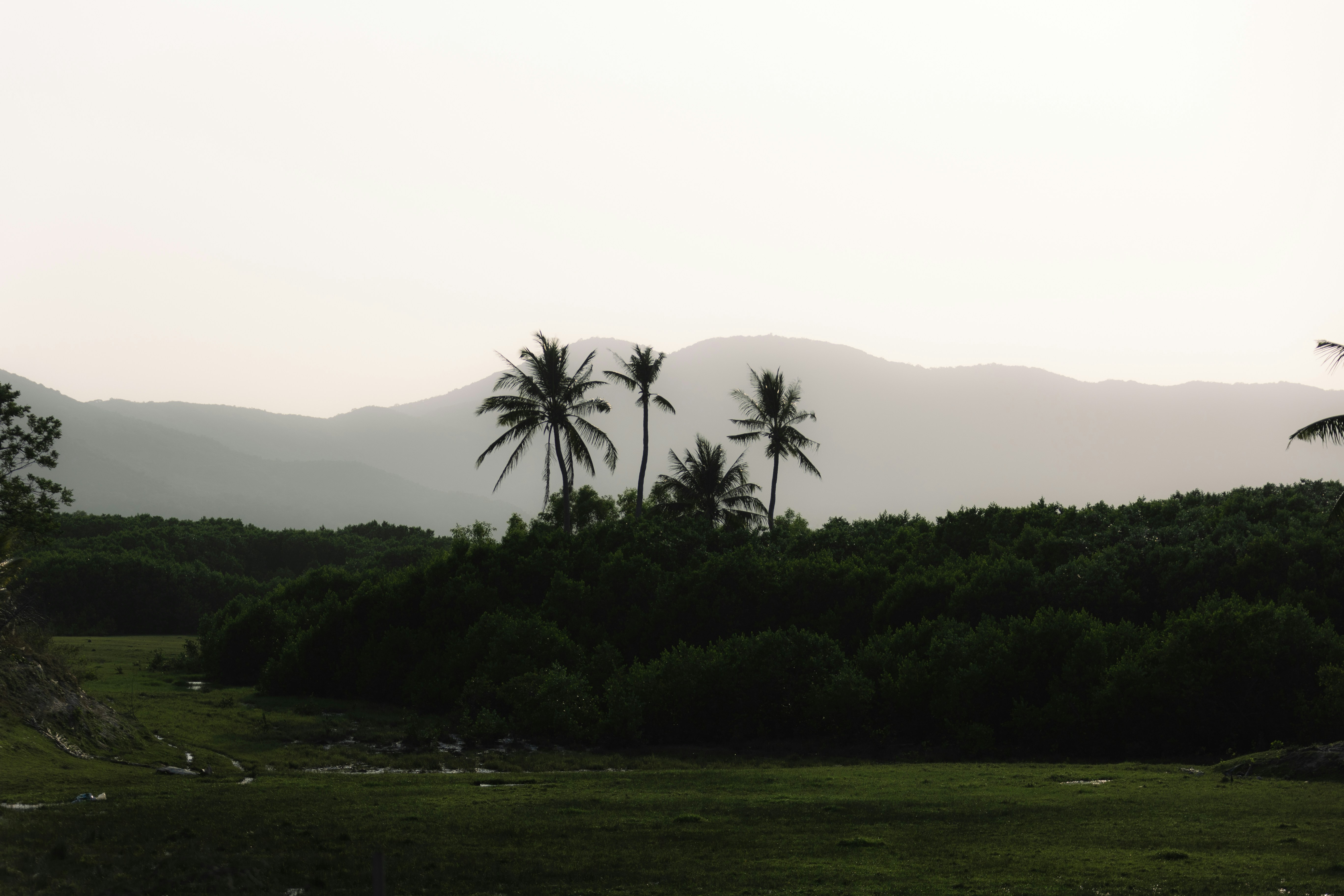 Silent Horizon: Palm Silhouettes Over Quiet Fields