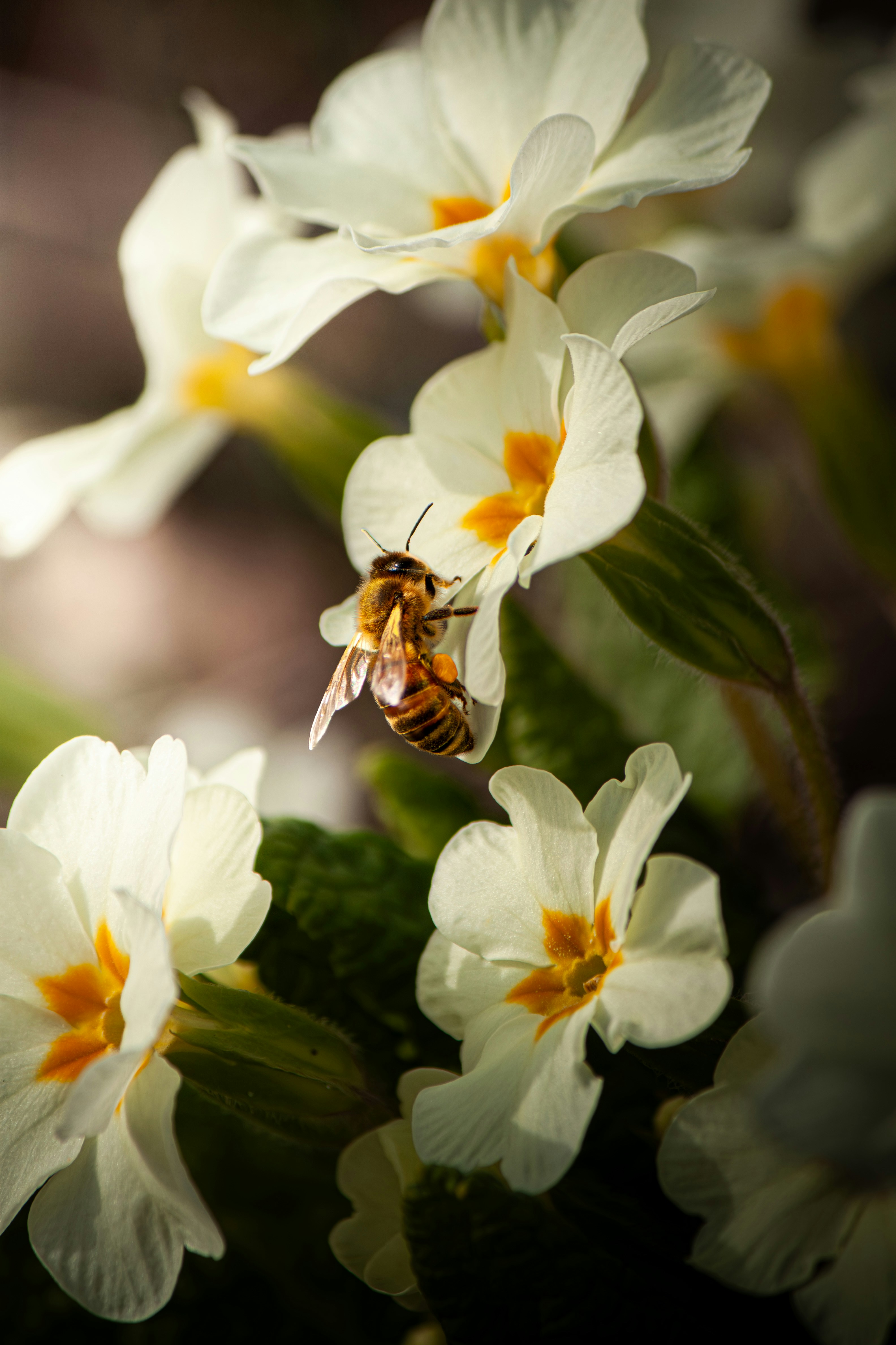 Bee in Bloom: A Hovering Moment Among White-Orange Primrose Flowers