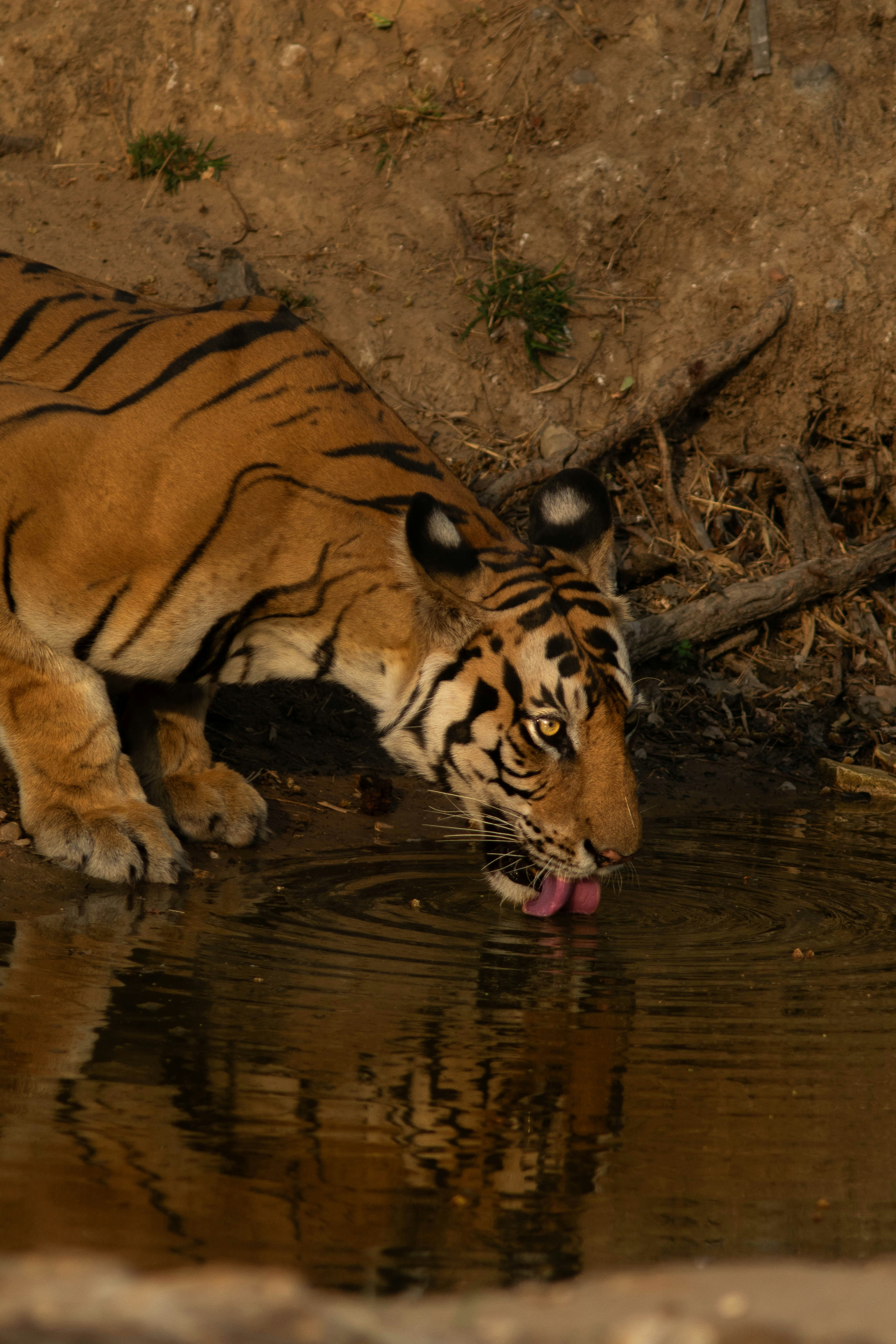 Tiger at the Water Edge: a Tense Sip of Shadow and Reflection
