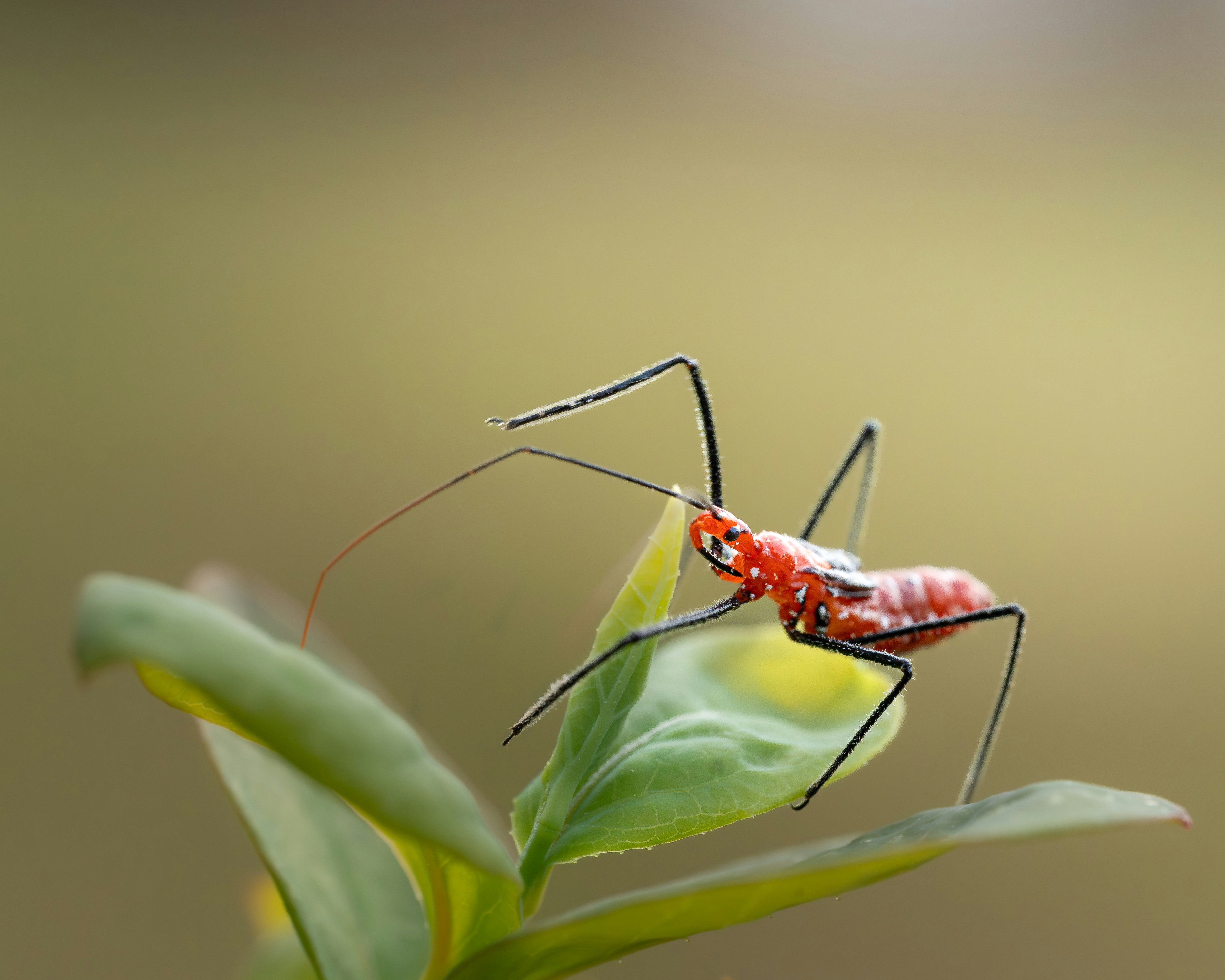 Red-Backed Walking Stick Spider on a Leaf
