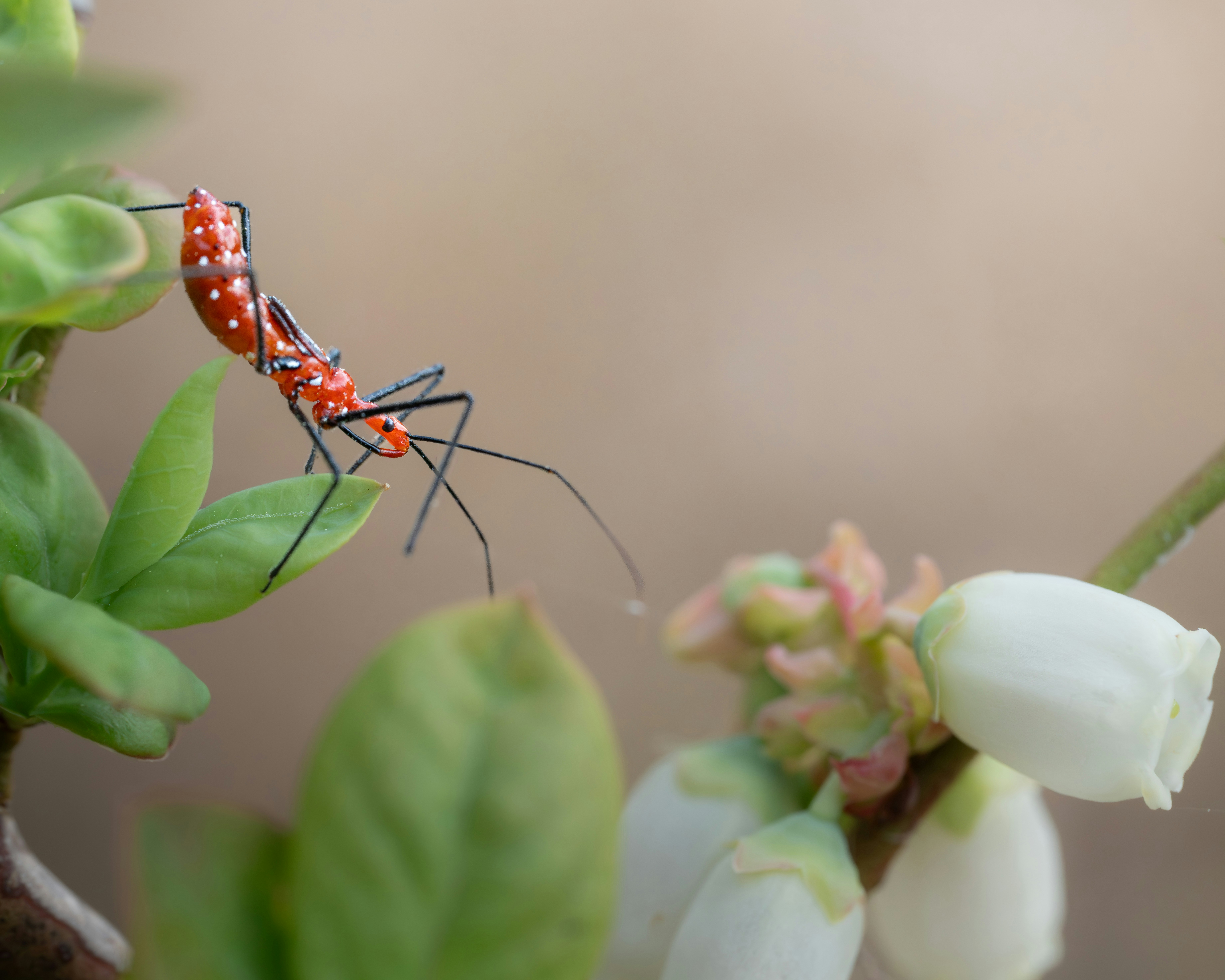 Red-Tracked Mantis on White Buds: A Micro Garden Encounter