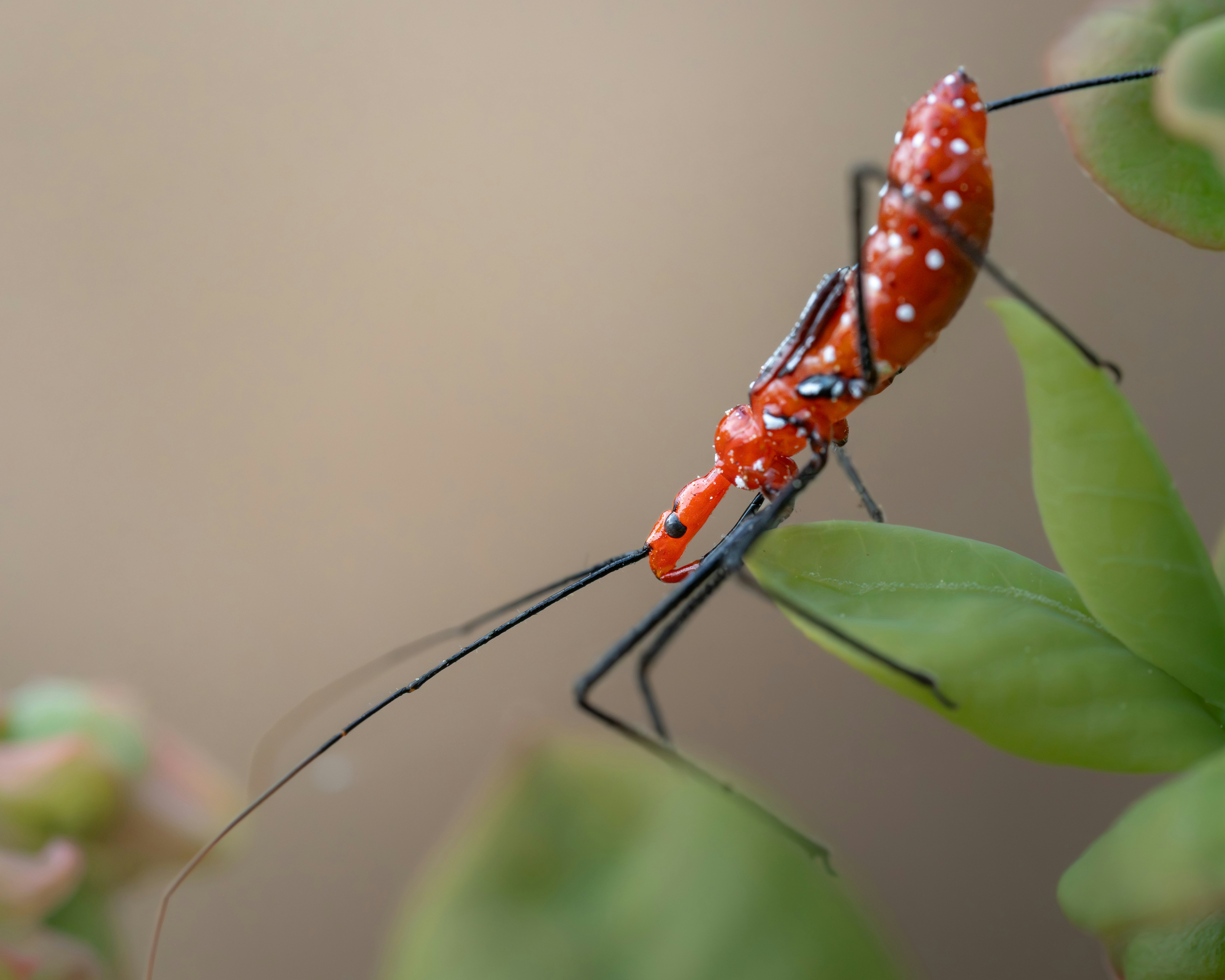 Red-Backed Thread-Wing Mosquito of the Leafy Stage