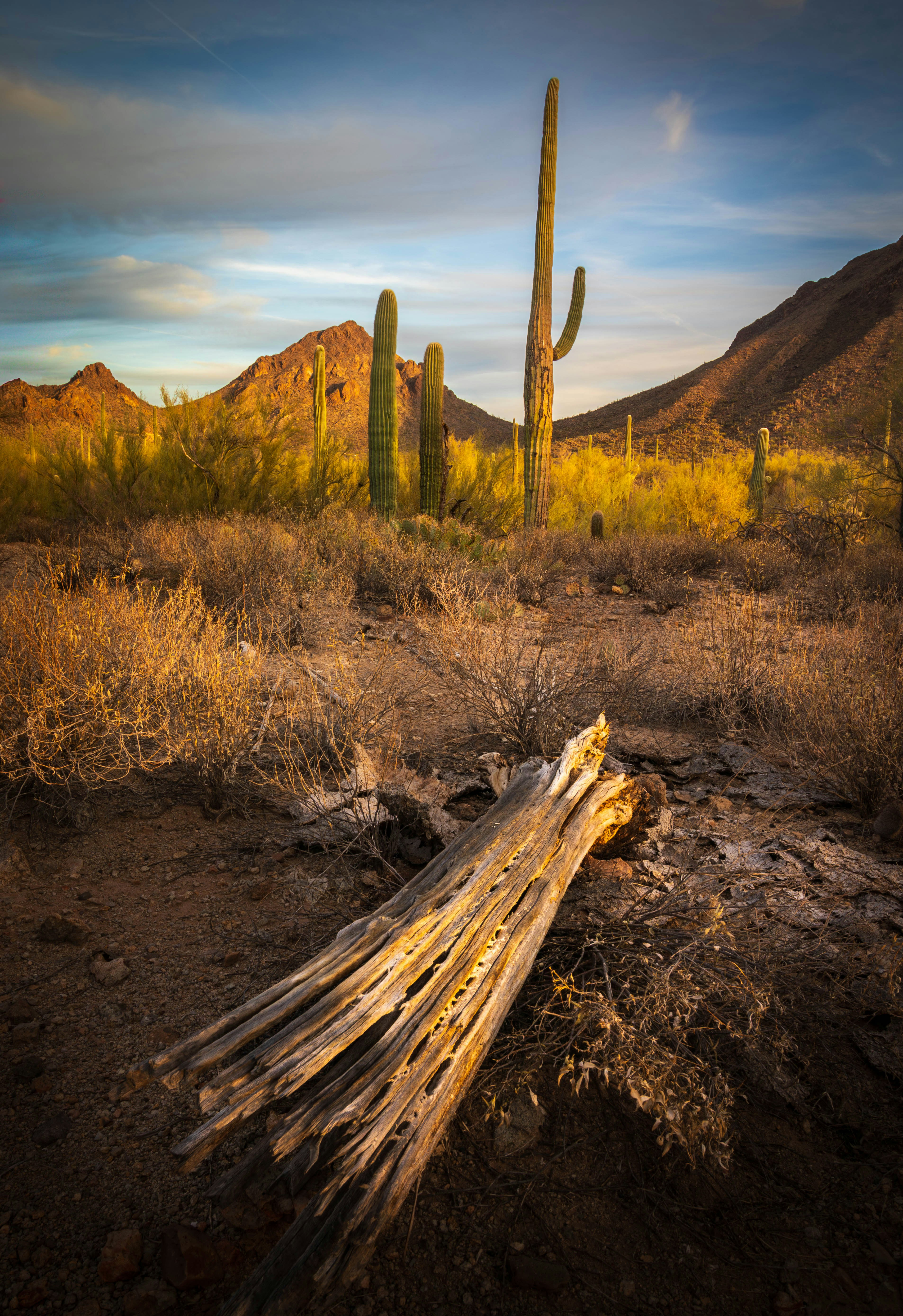 Desert Skeleton: A Weathered Log and Saguaro Sentinels at Golden Hour