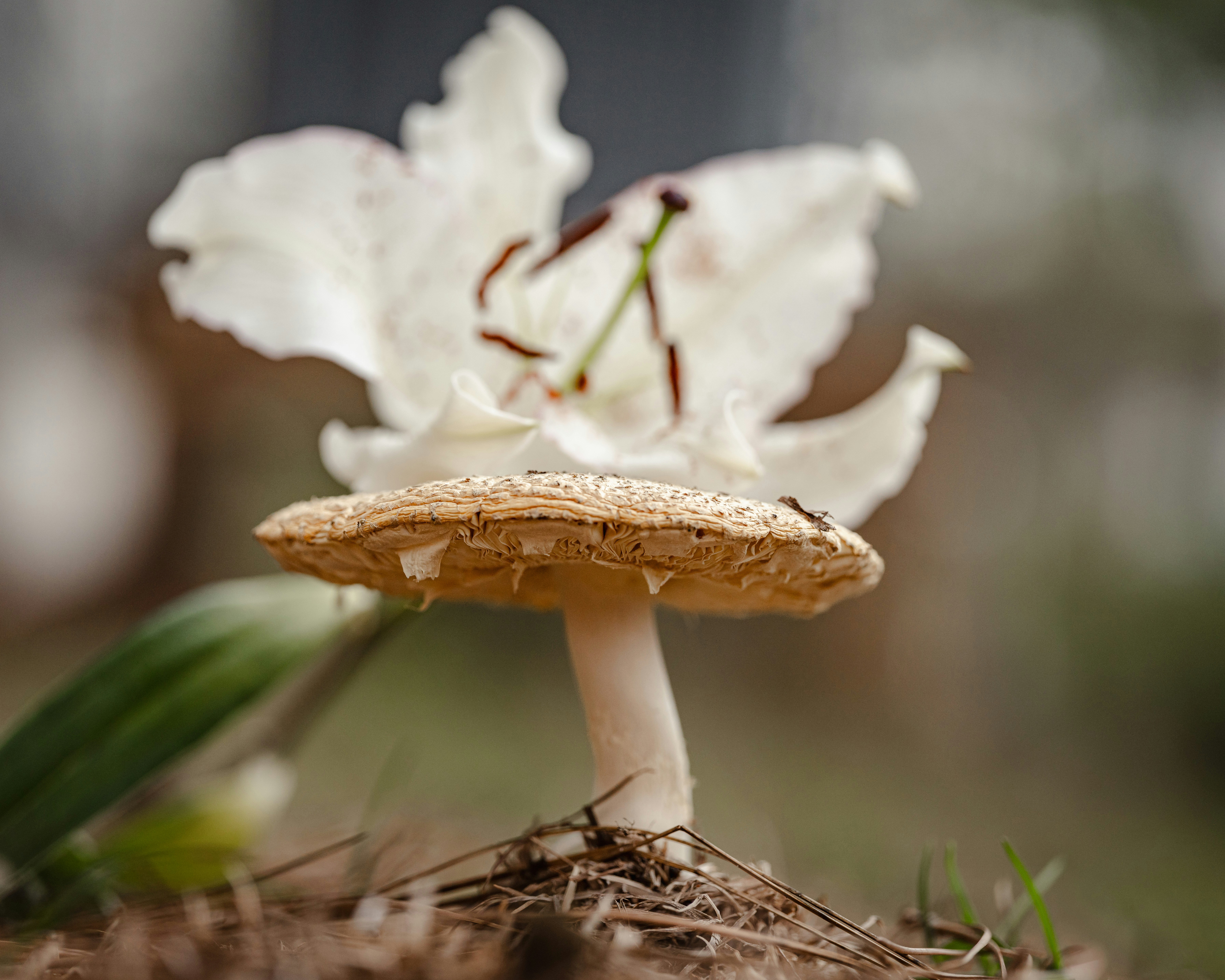 Mushroom Crown: A solitary cap under a pale blossom