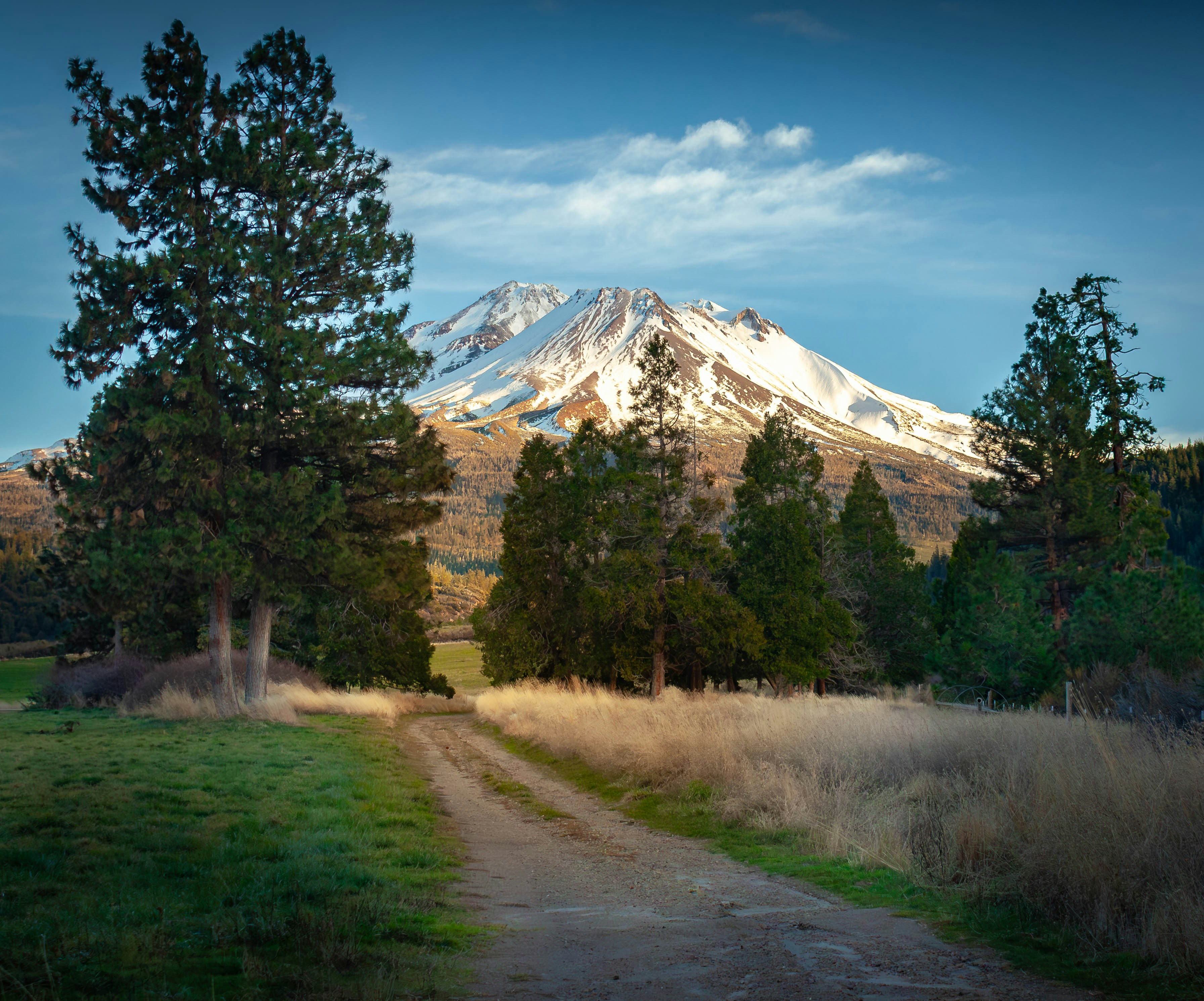Snow-capped Peak Framed by Pine Corridor