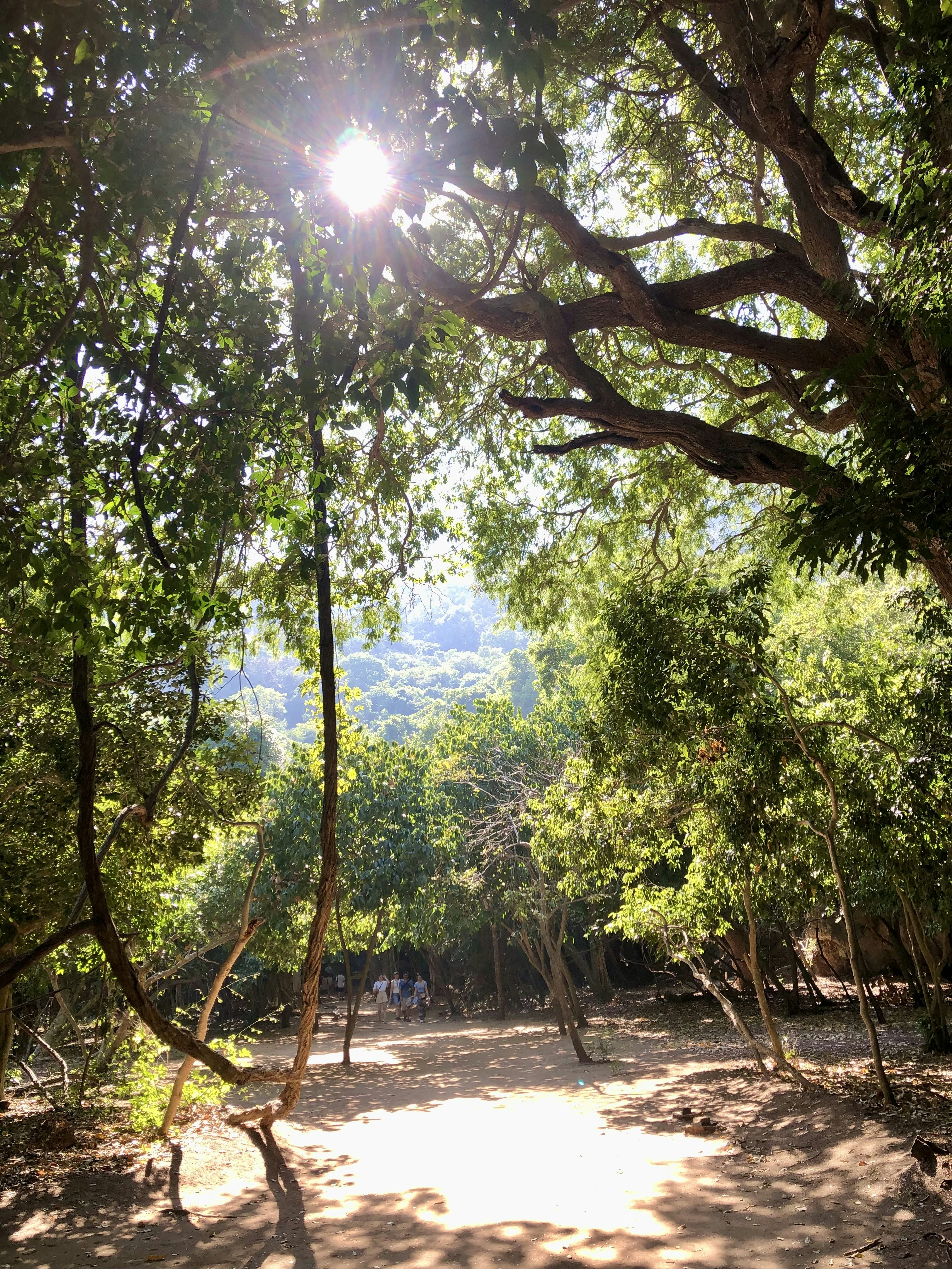 Sunlit canopy over a tranquil grove with dappled ground