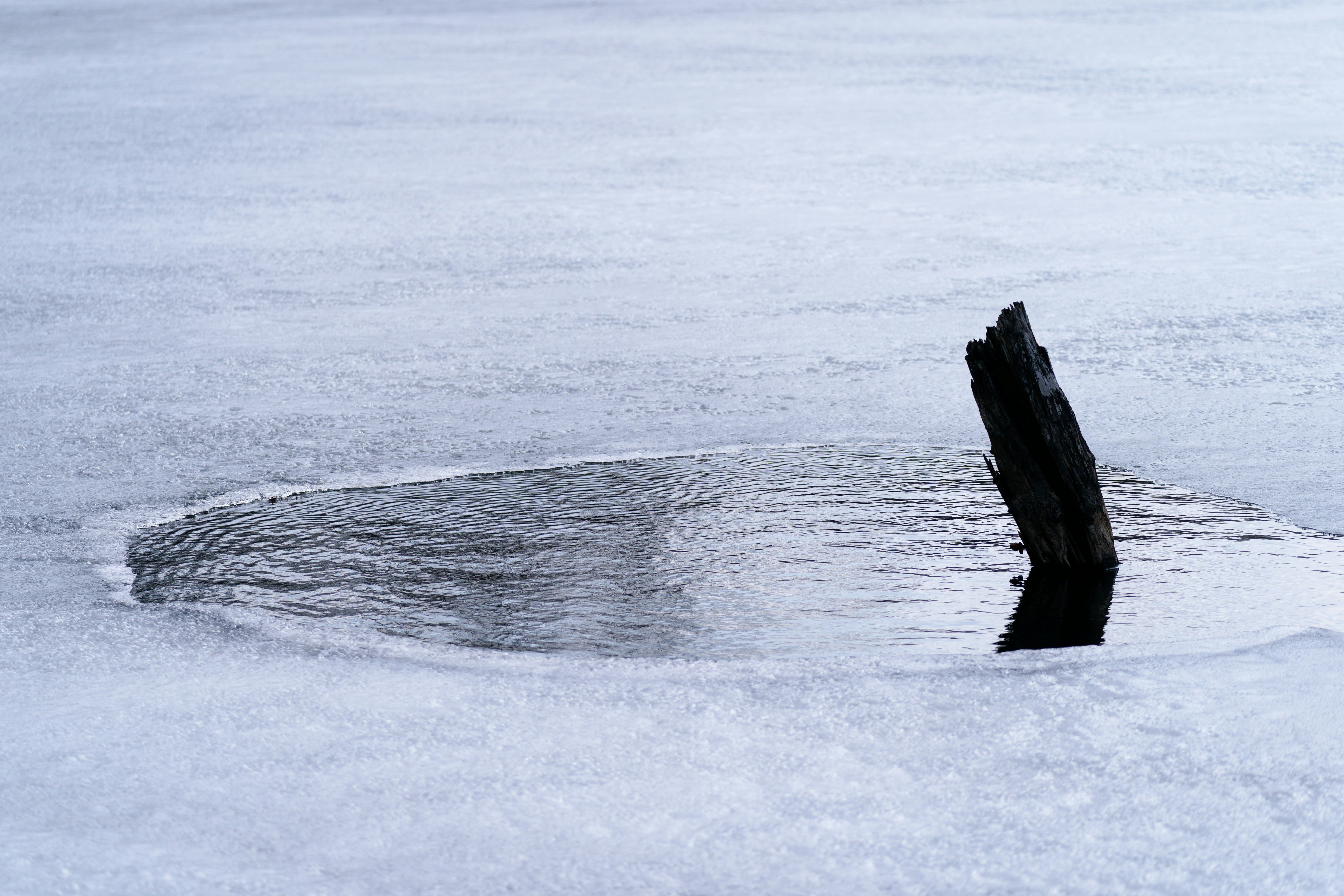 Lonely Husk: A Weathered Log Emerges from Ice