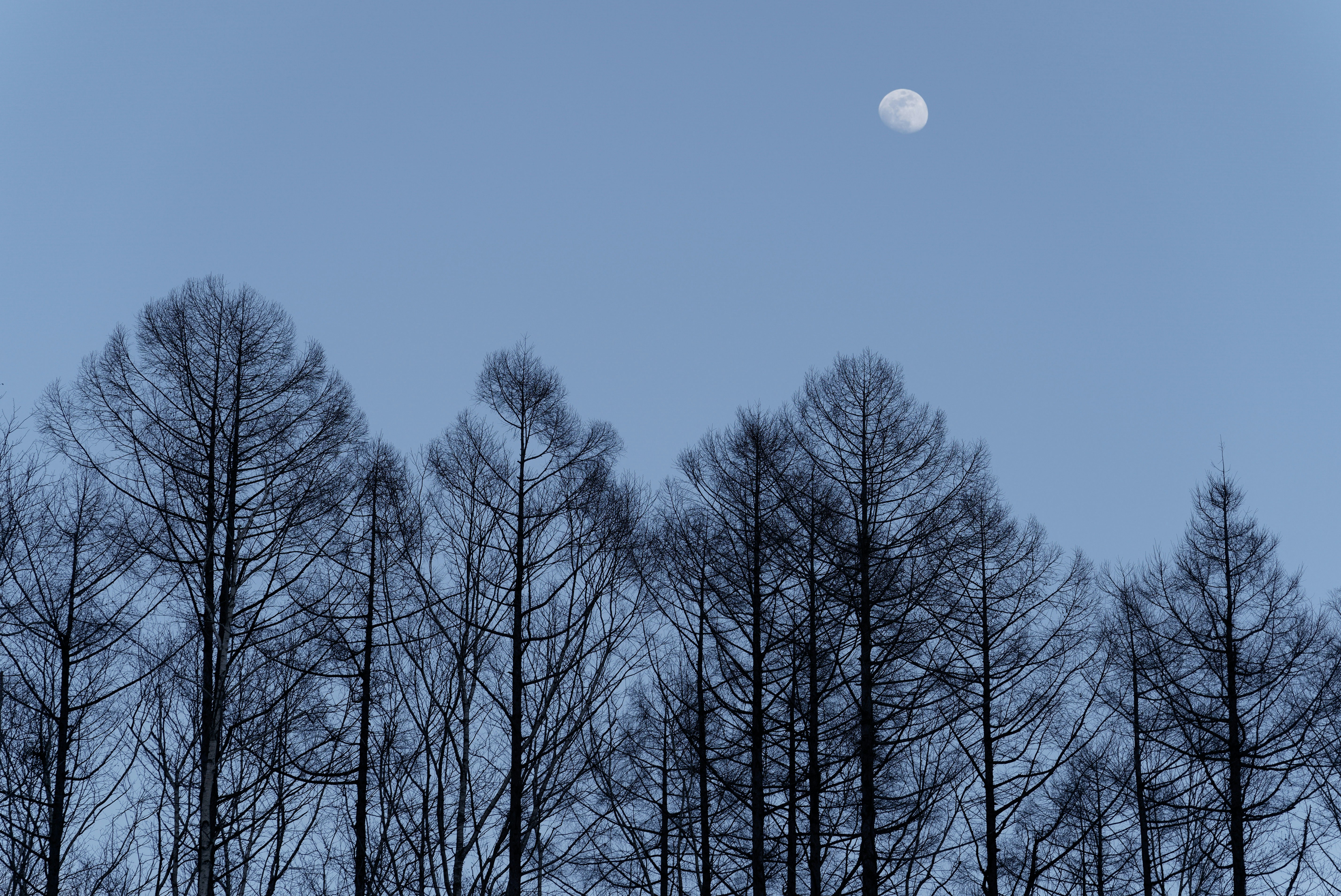 Moonlit Pedge of Winter Trees