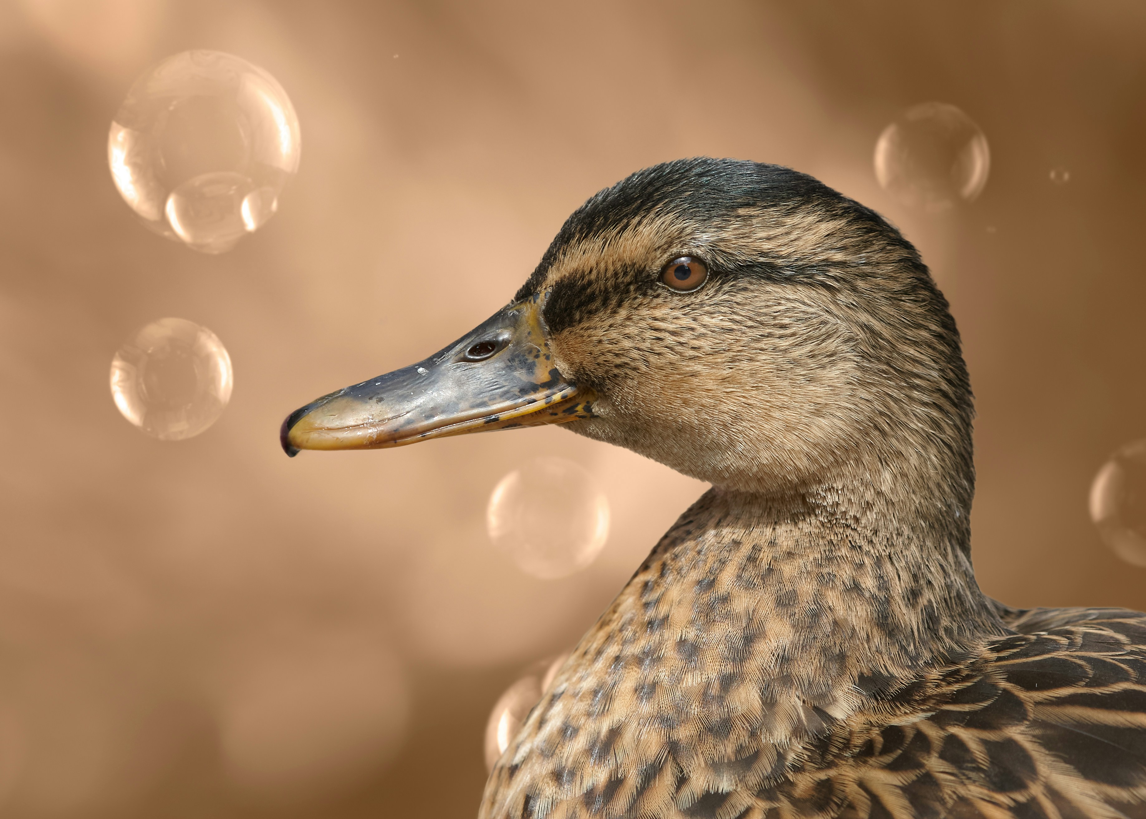 Head Turned: A Mallard’s Quiet Capture in Warm Bokeh