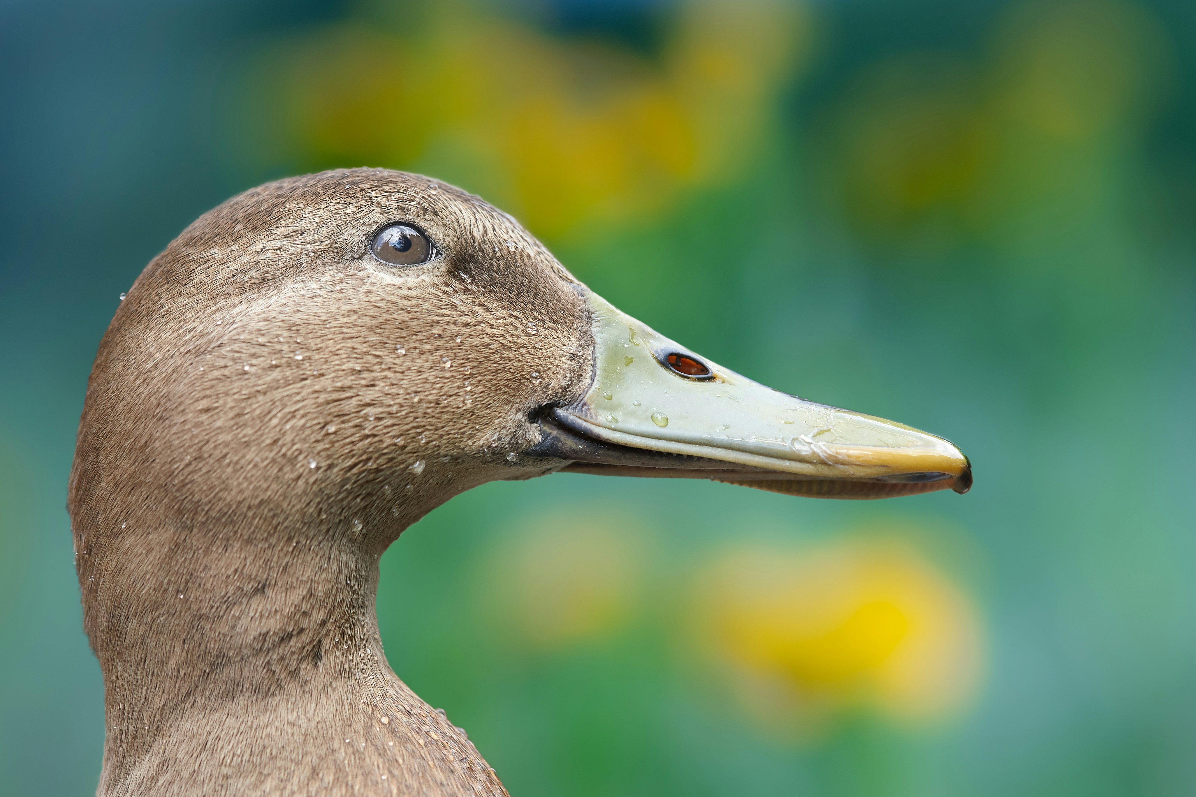 Close-up of a duck’s head against a floral-green background