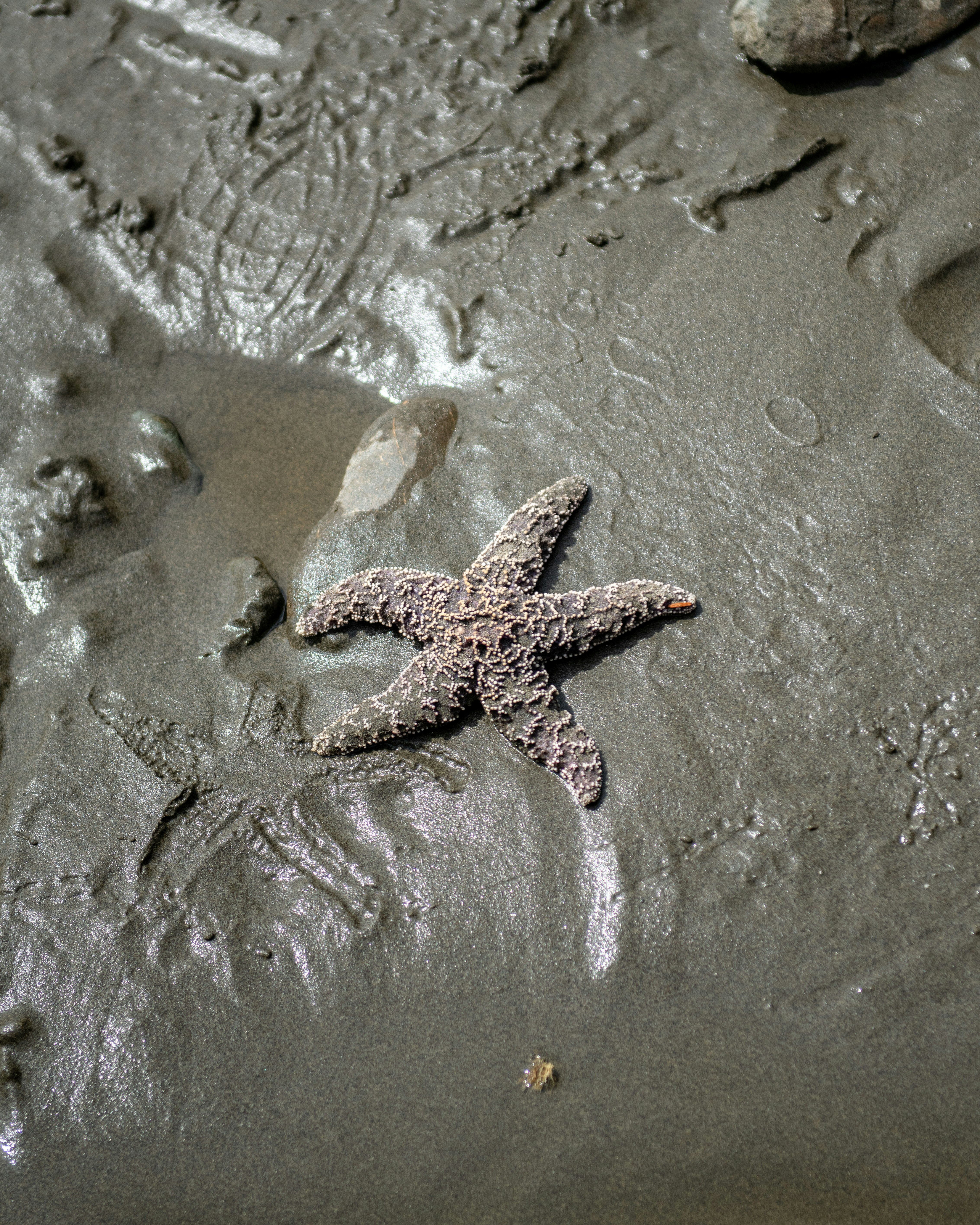 Starfish in Coastal Mud: A Quiet Tide-Soaked Moment