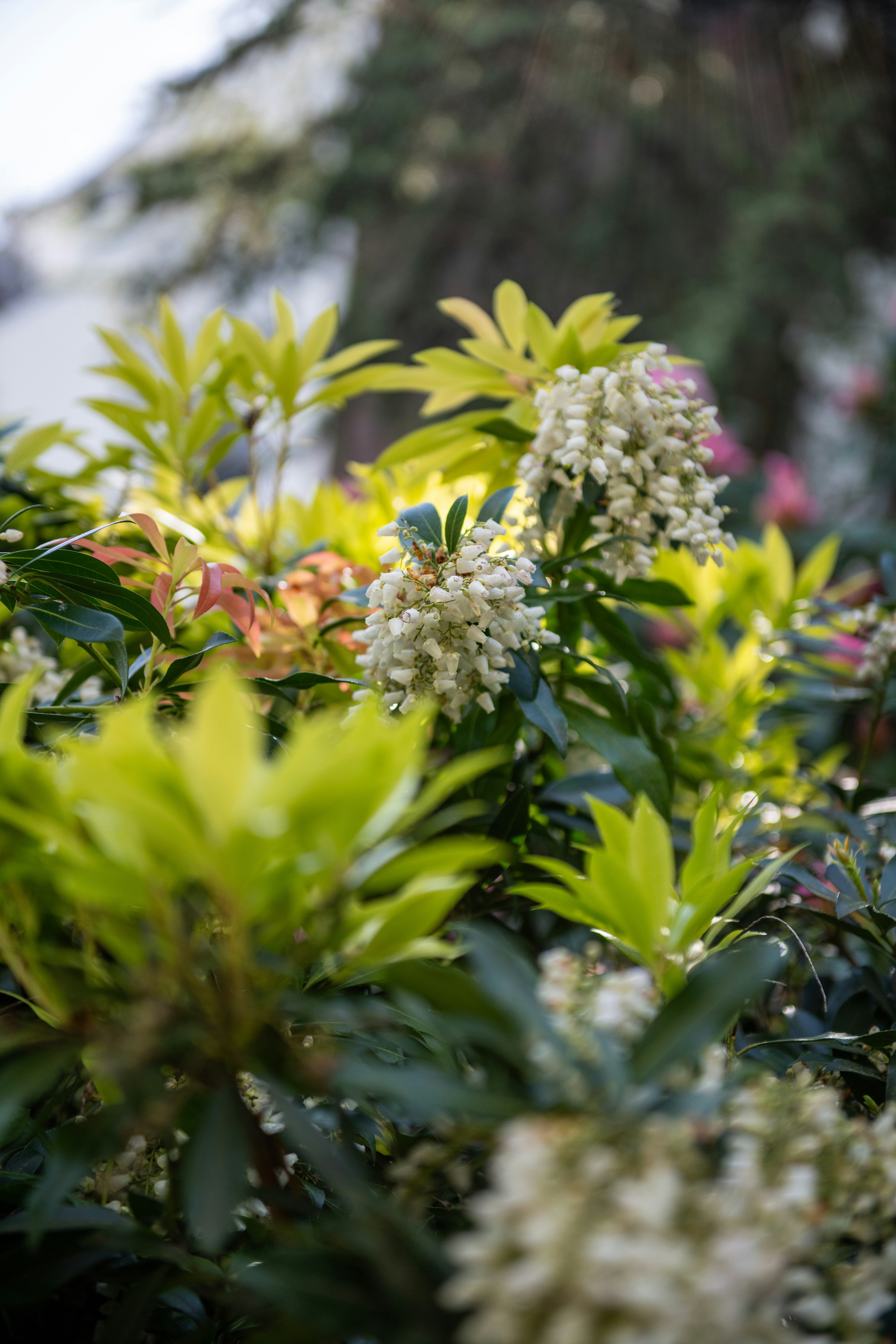 Whispers of White Amid Green: Blooming Shrub Portrait