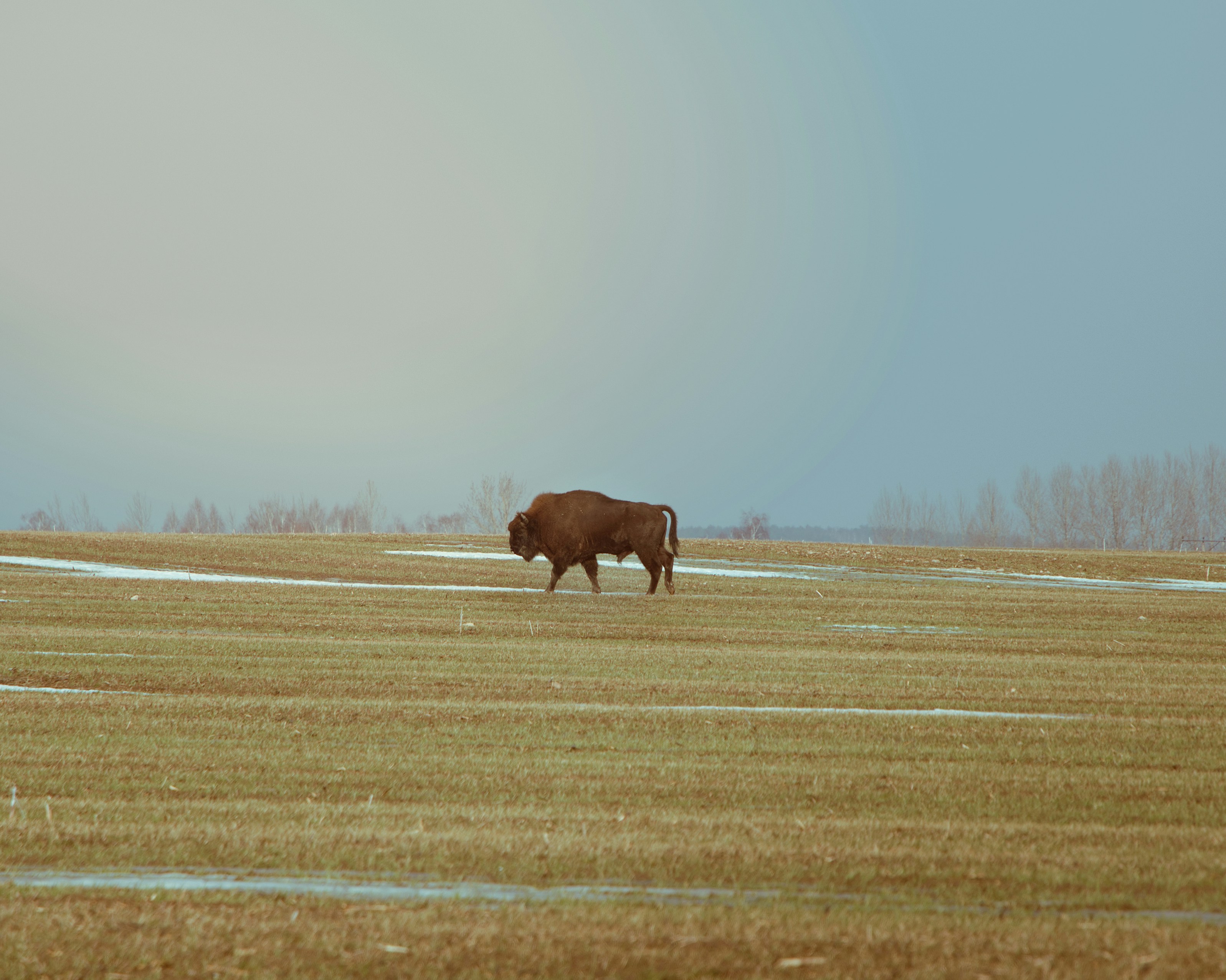  lone bison on a frost-kissed prairie under a pale sky