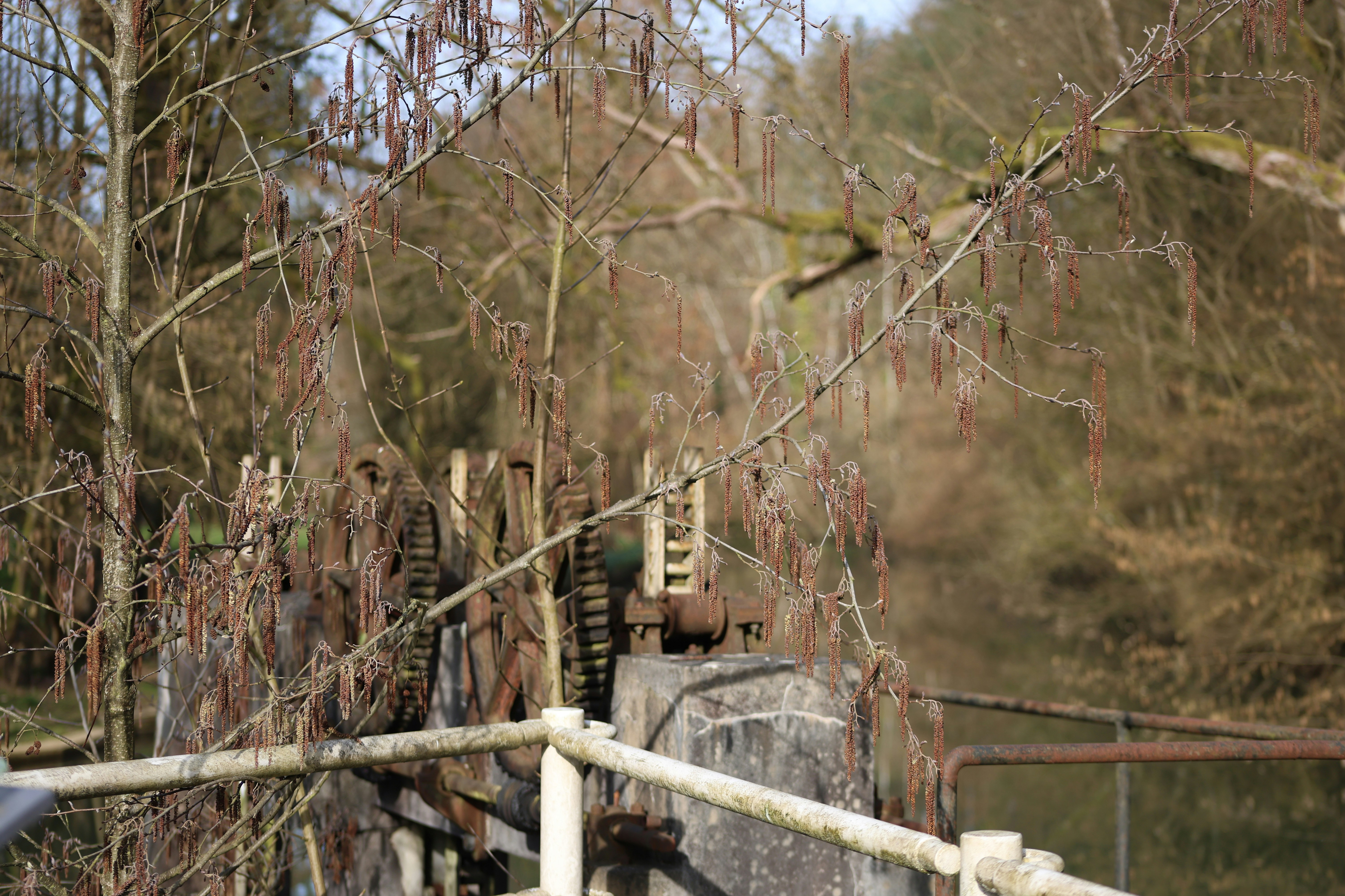 Overgrown Farm Machinery Framed by Spring Threads