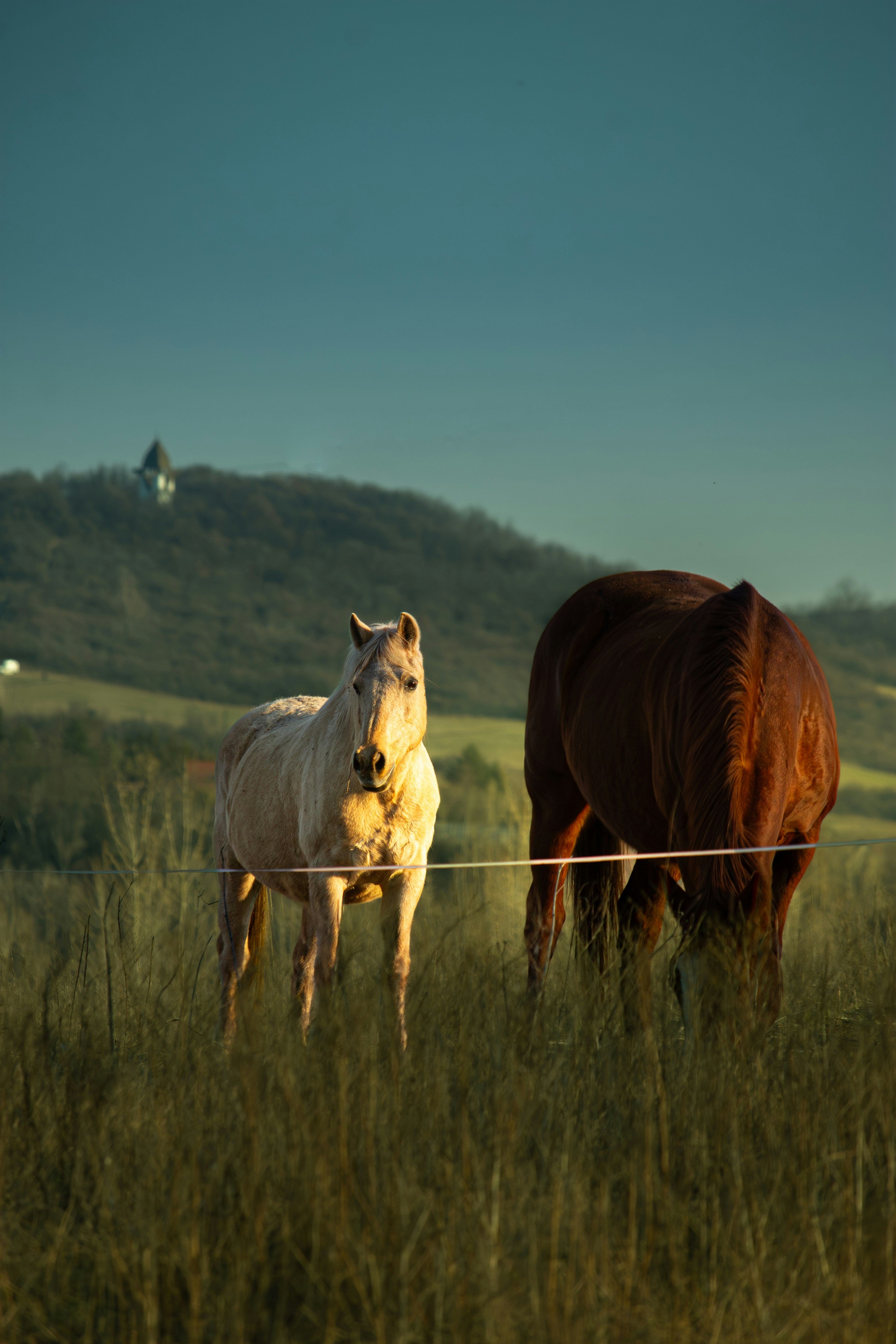 Pasture Duo: White and Chestnut Horses Beneath a Distant Ridge