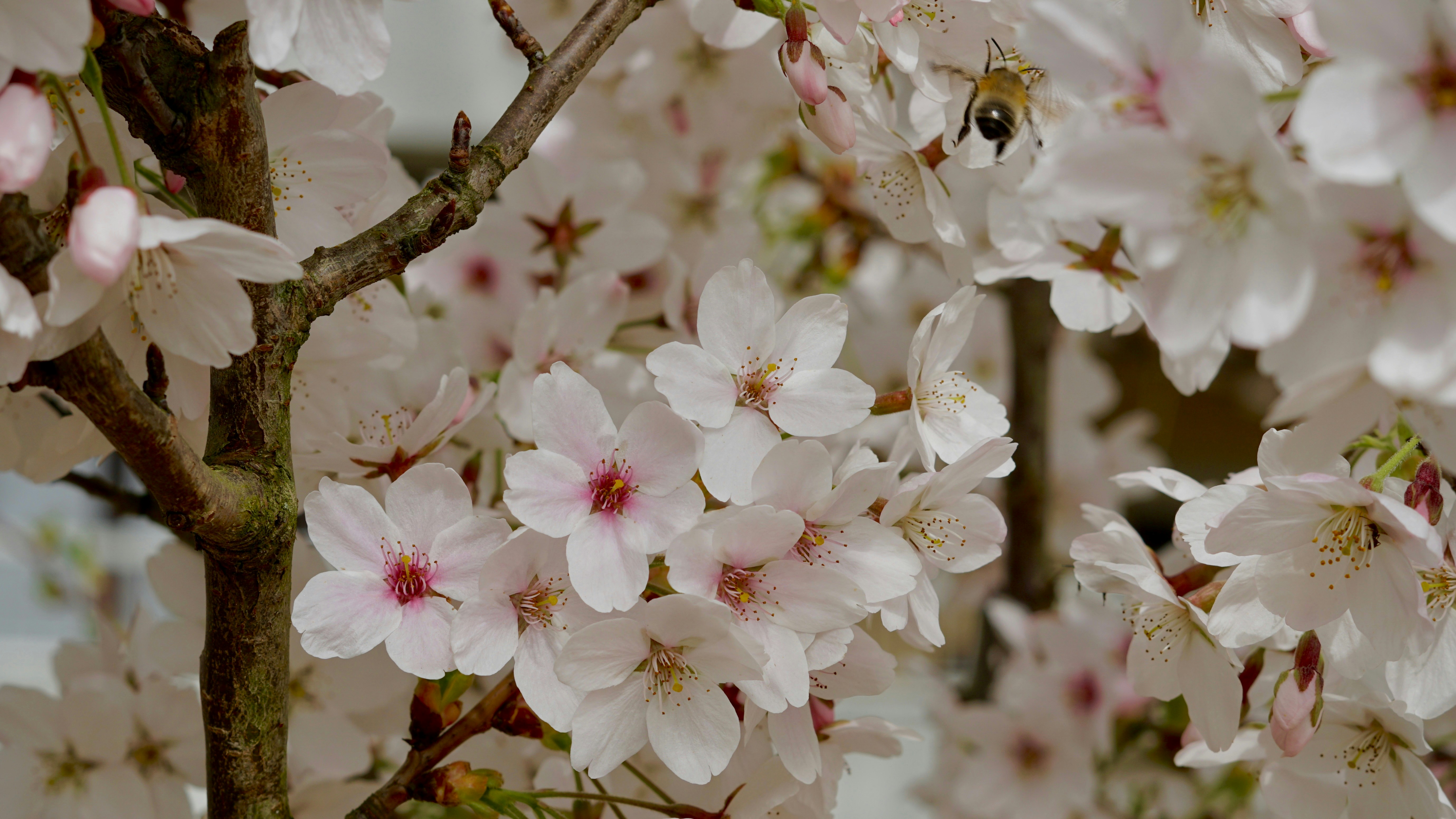 Blooming Sakura Chorus Beneath a Gentle Bee
