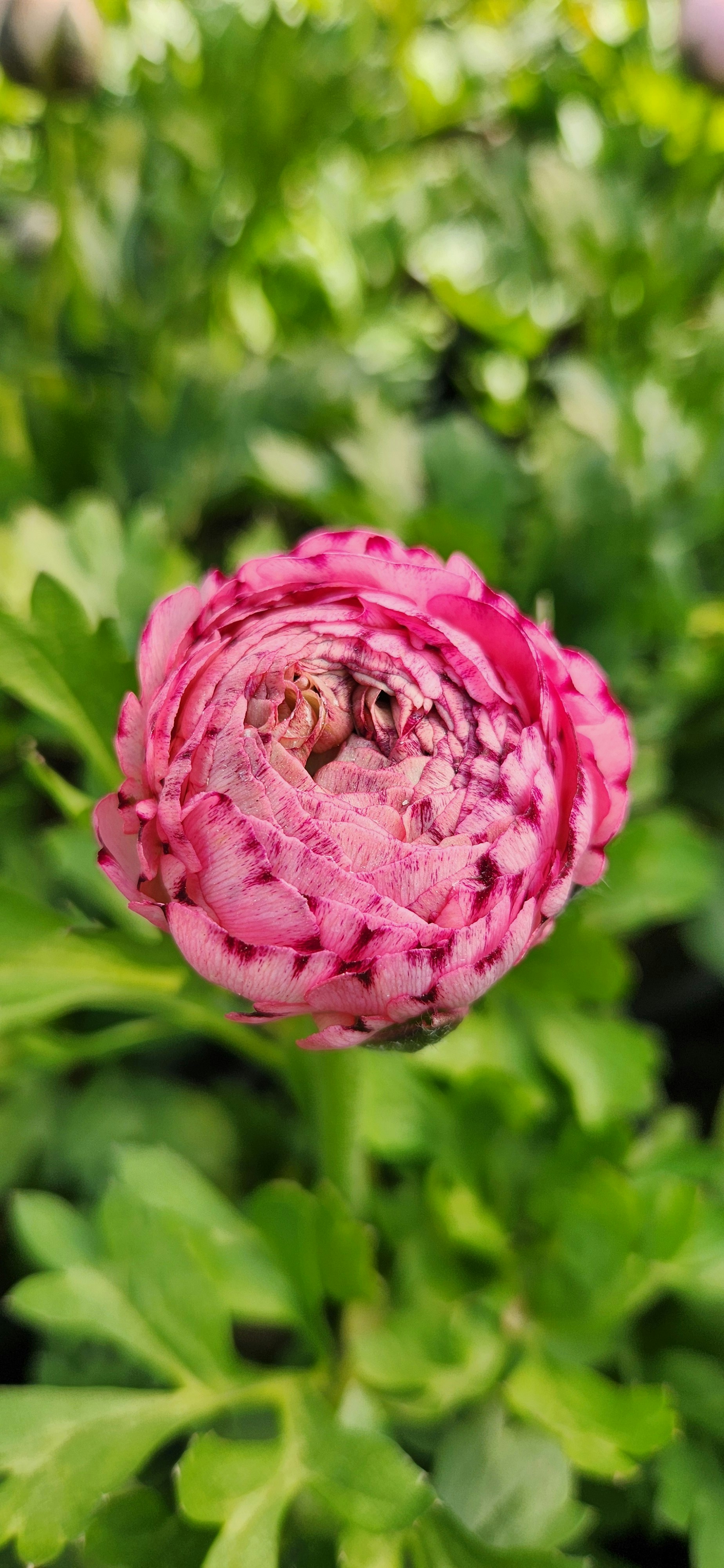 Pink ranunculus in focus amid emerald garden blur