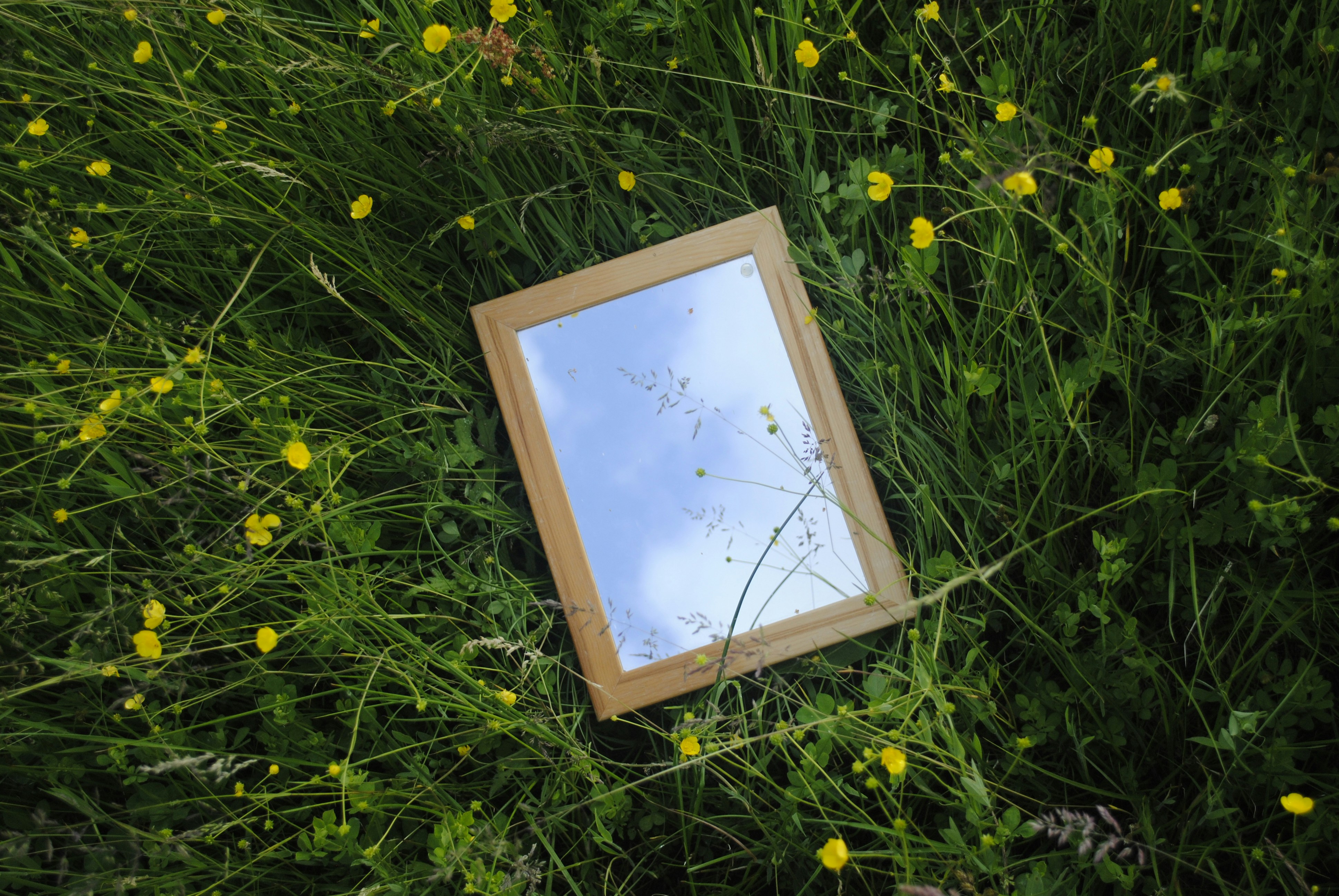 Mirror in a Meadow: A Framed Reflection Among Wildflowers