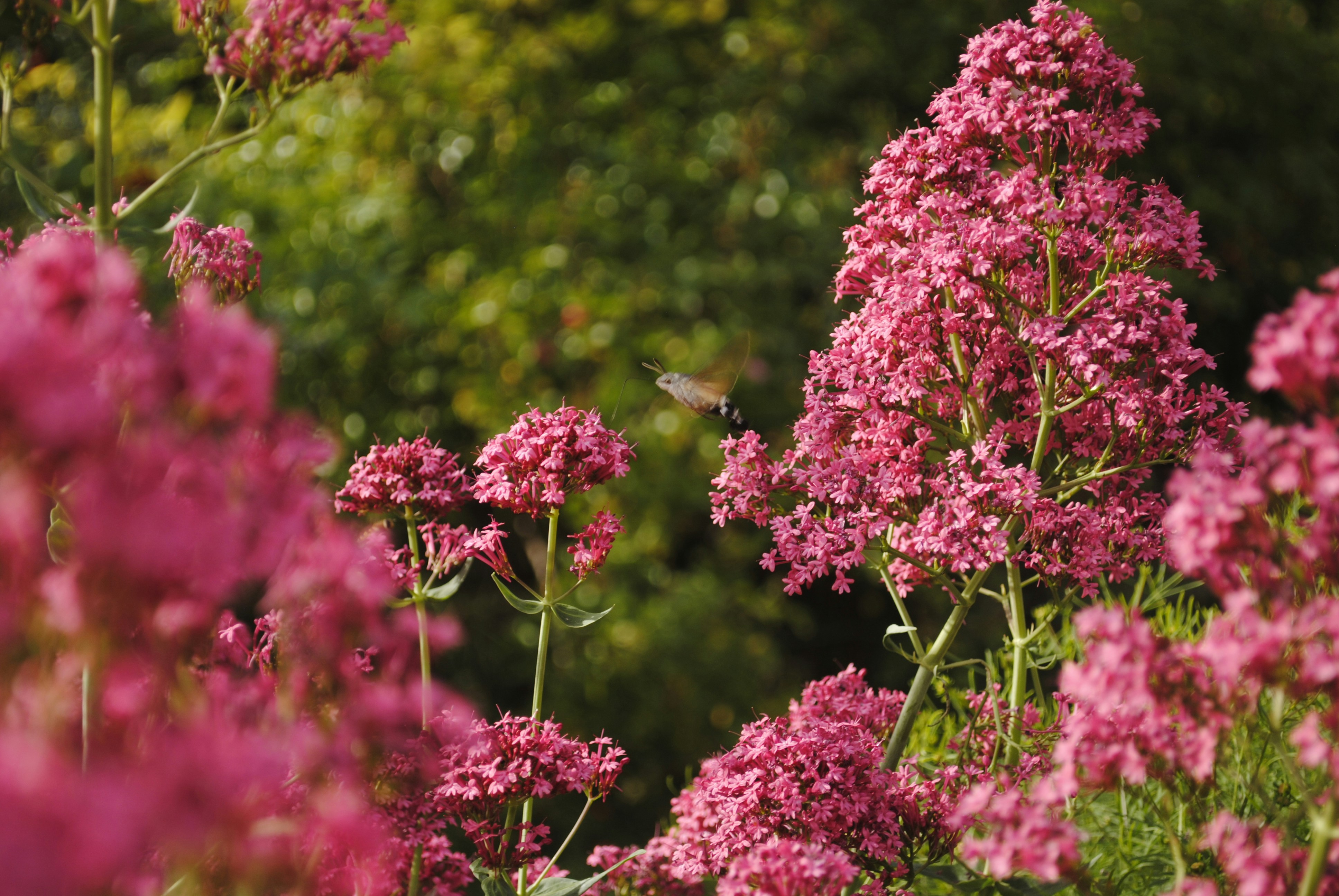 Pink summer blooms framed by hummingbird in soft garden light