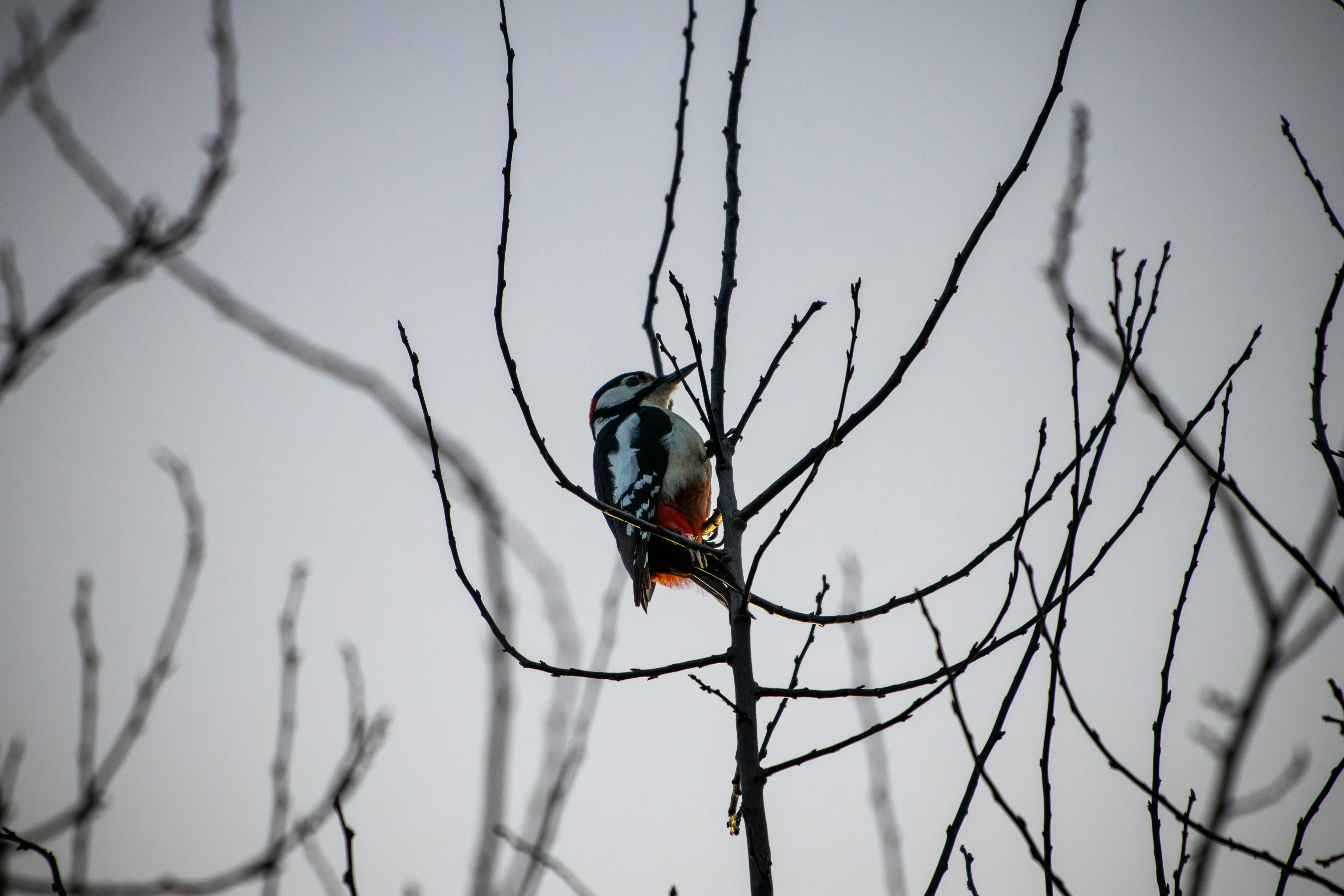 Kingfisher Perched Among Bare Branches at Dusk