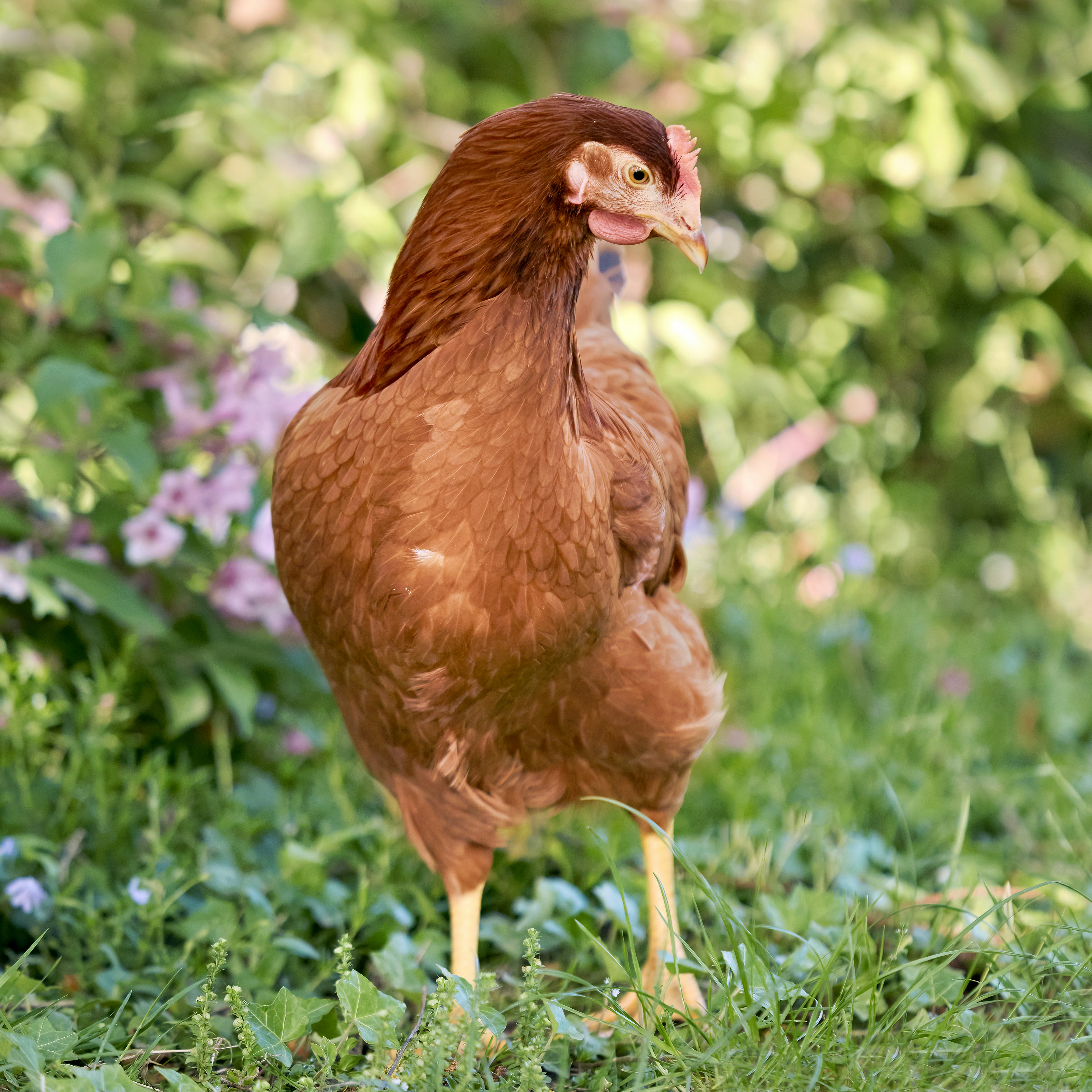 Red Hen in Sunlit Garden Spotlight