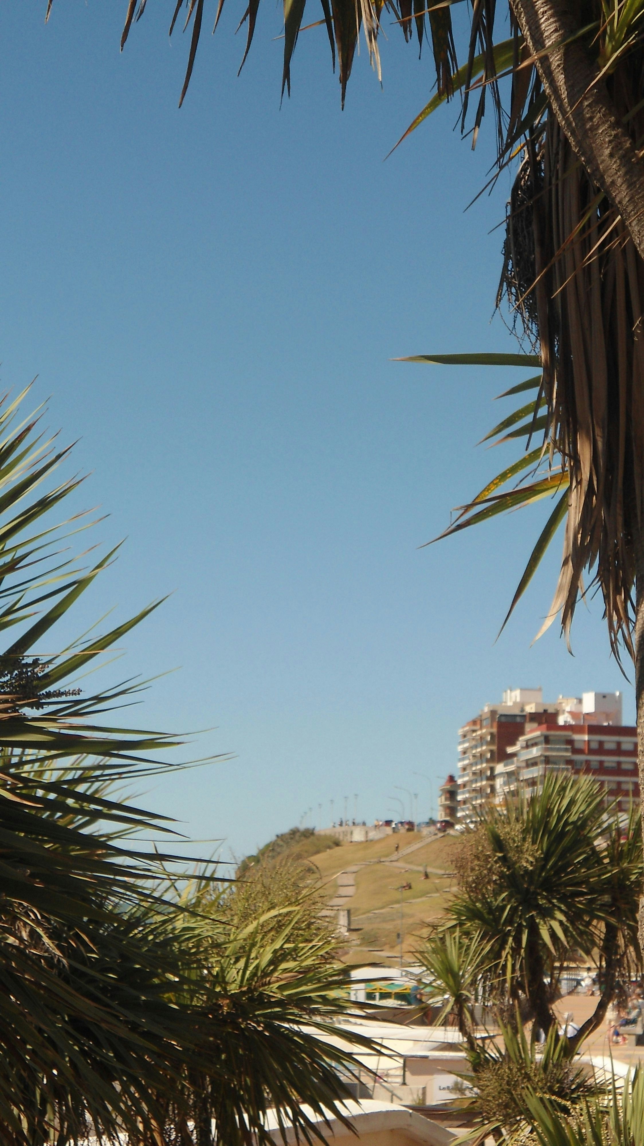 Buildings on a hill overlooking the ocean with palm trees